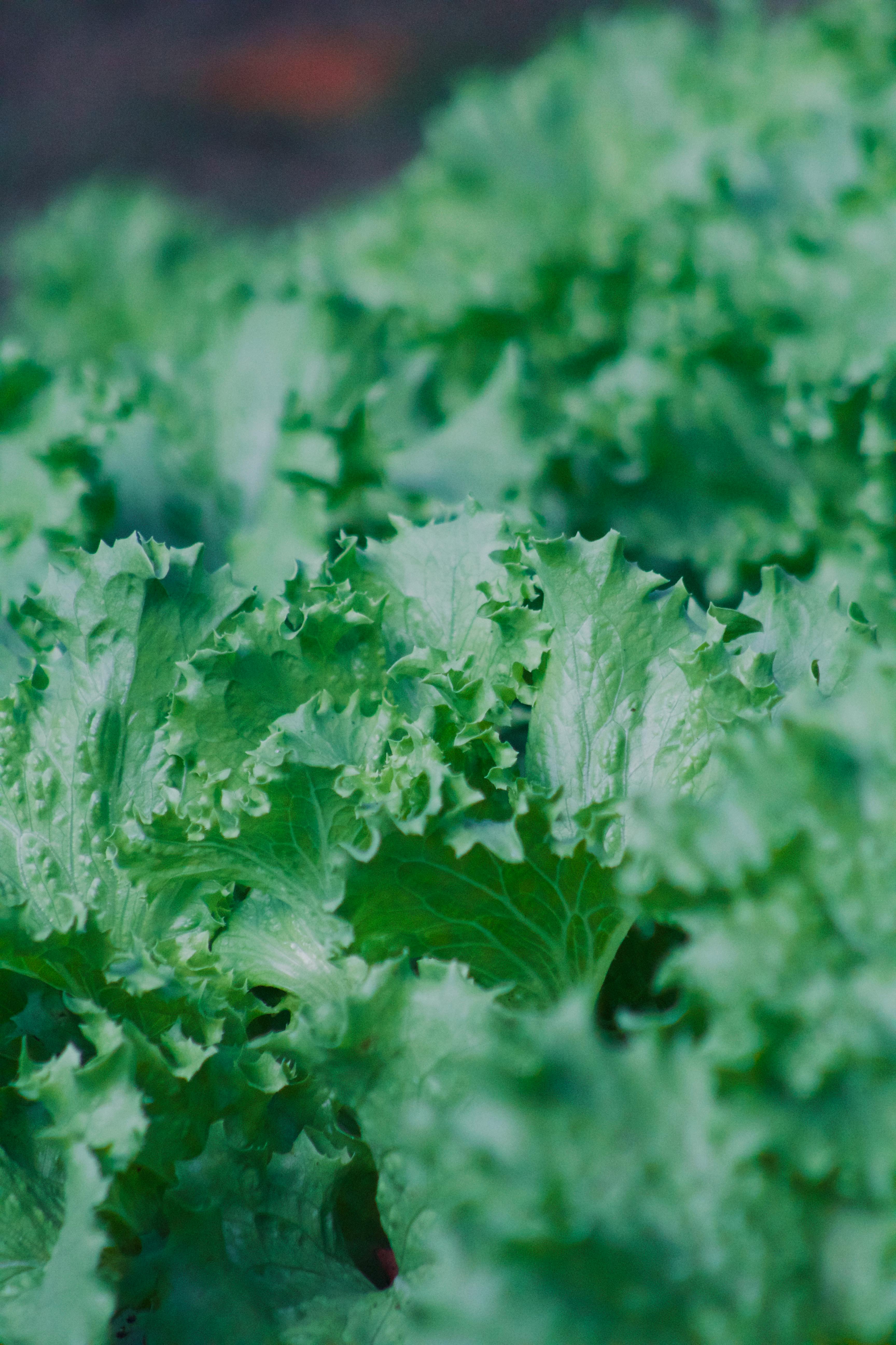 Raw Pixels Photos, Download The BEST Free Raw Pixels Stock Photos & HD ...