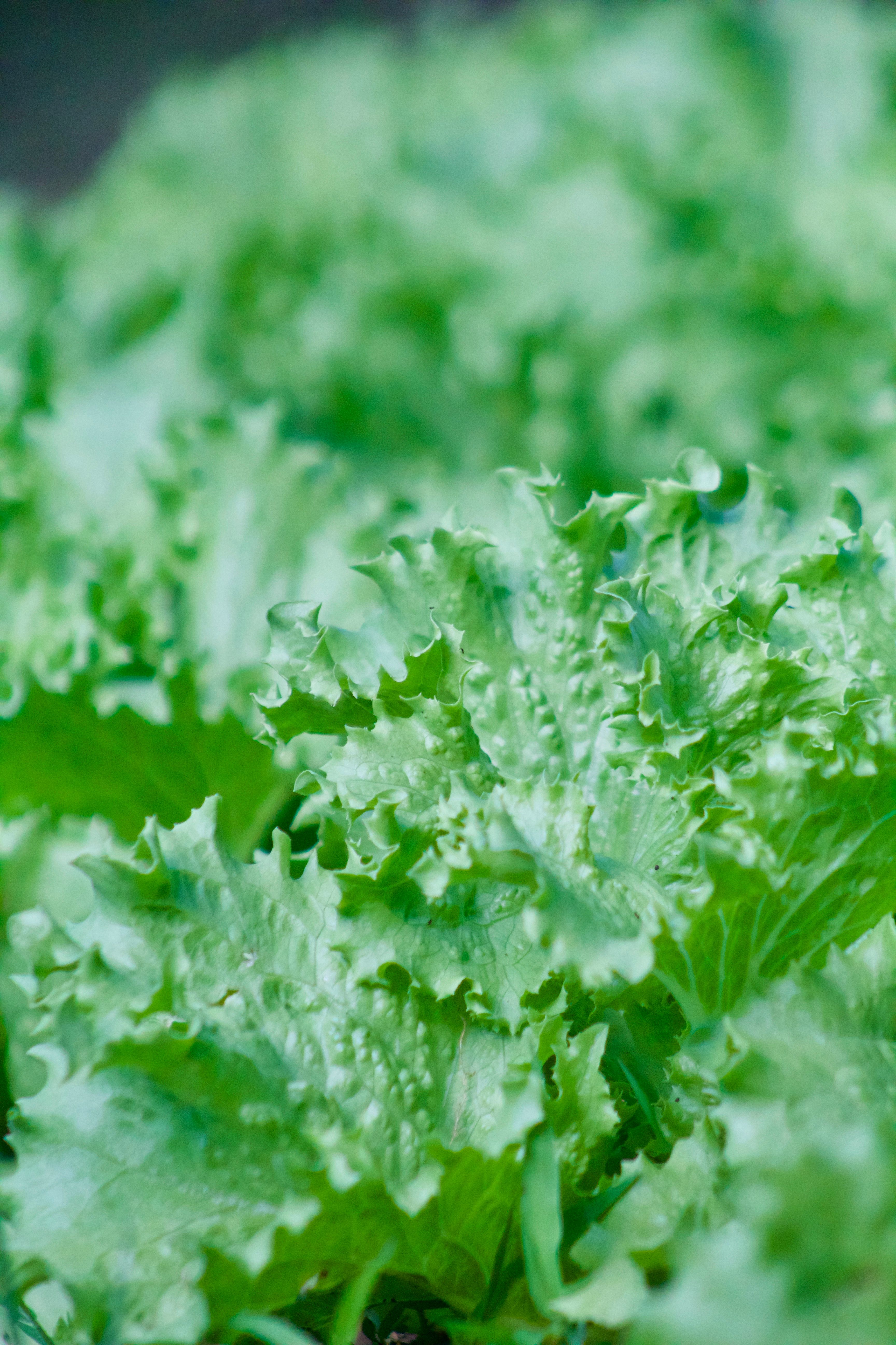 Lettuce Photos, Download The BEST Free Lettuce Stock Photos & HD Images