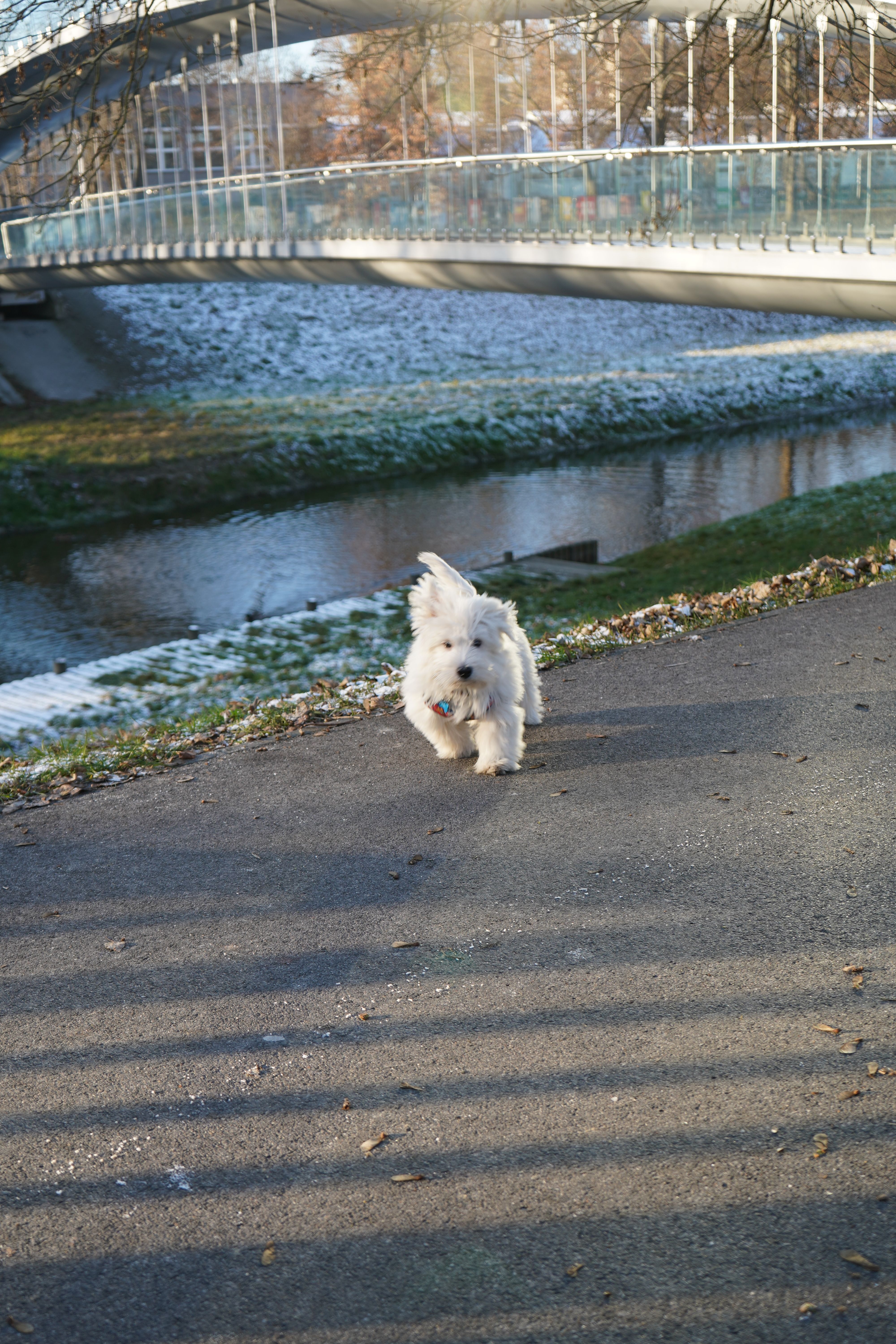 Dog Running Gifs Photos, Download The BEST Free Dog Running Gifs Stock ...