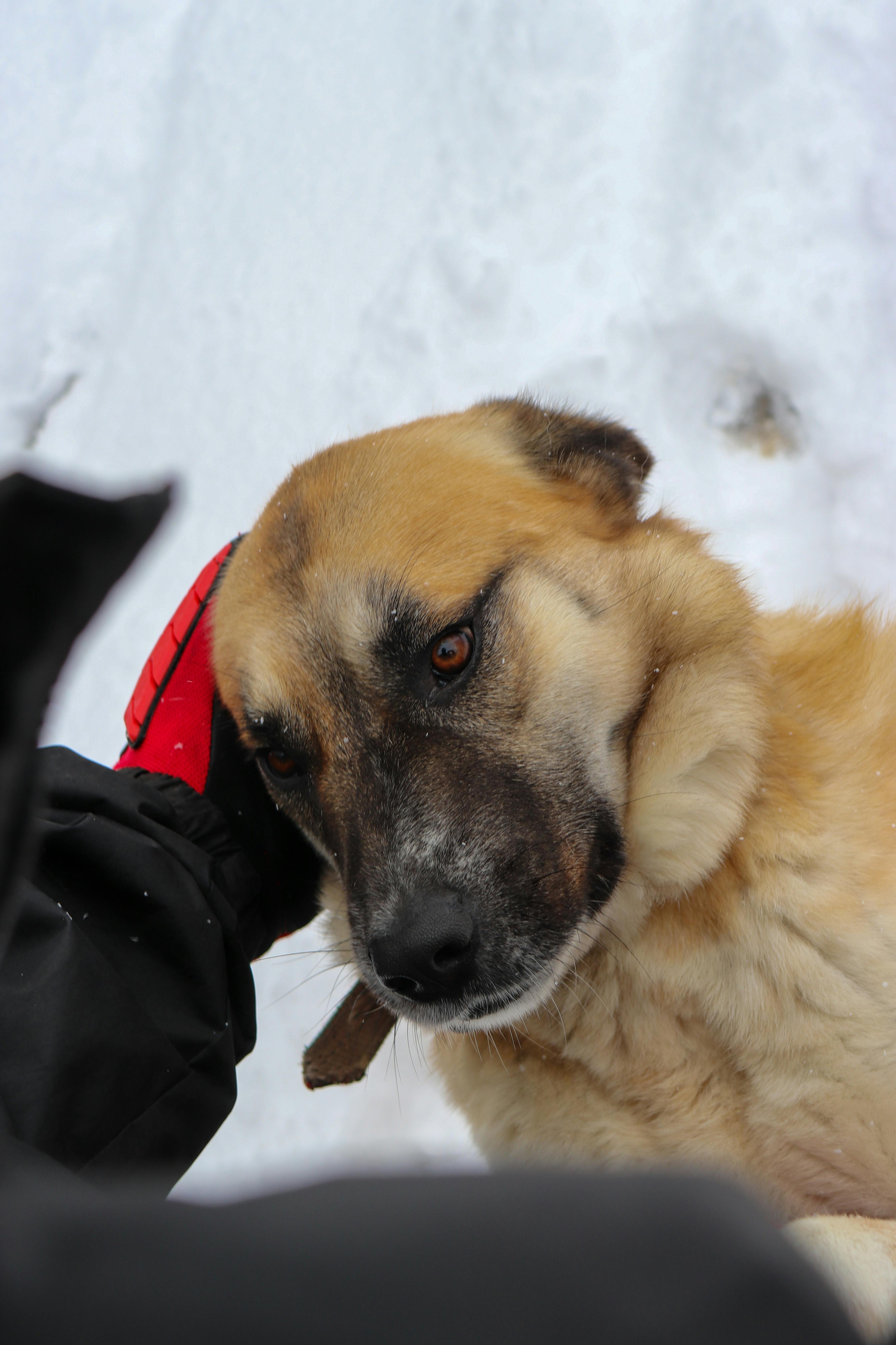 Pibble+Meme+Dog Photos, Download The BEST Free Pibble+Meme+Dog Stock ...