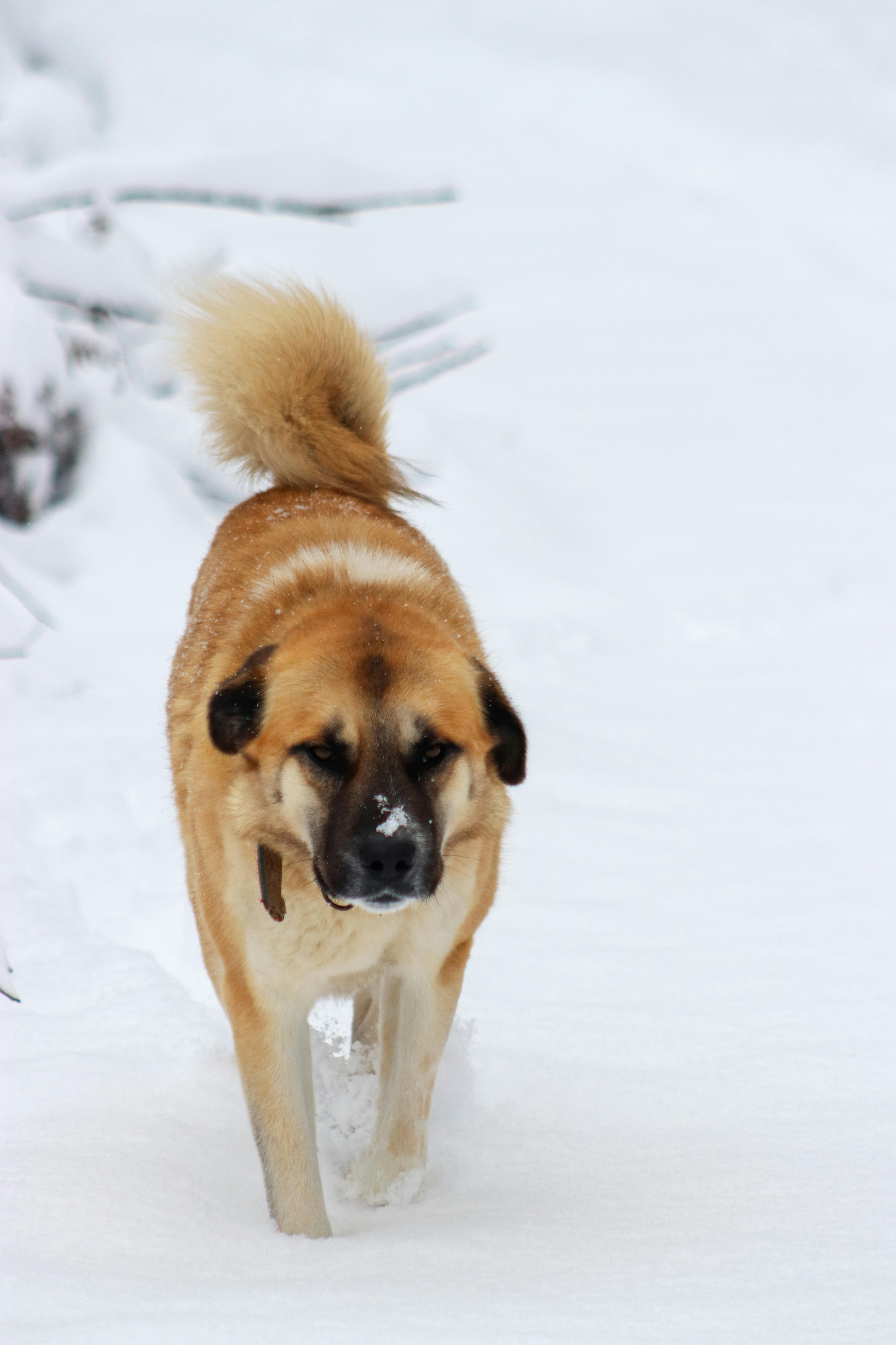 Pibble+Meme+Dog Photos, Download The BEST Free Pibble+Meme+Dog Stock ...