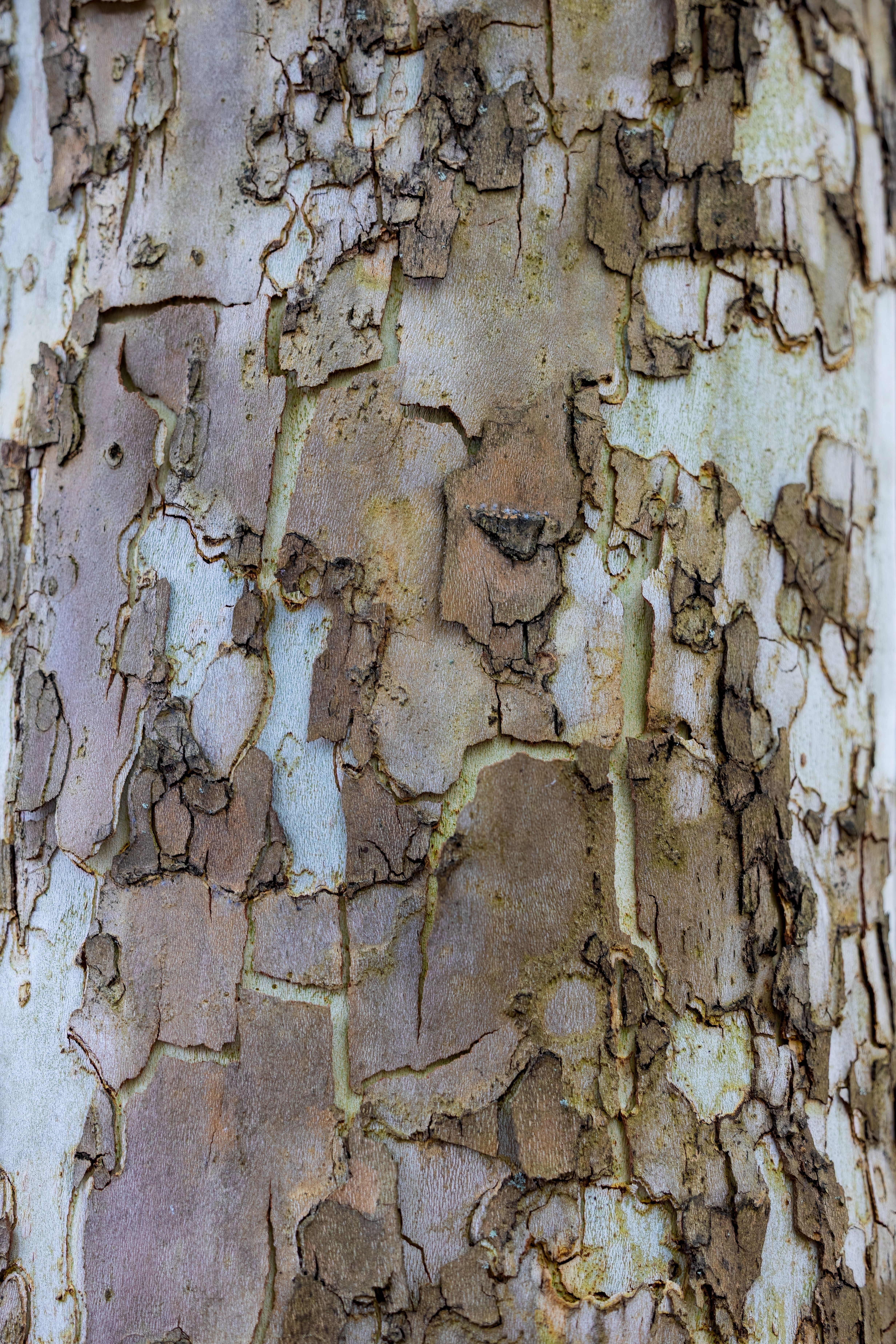 Close-up View of Peeling Tree Bark Texture · Free Stock Photo