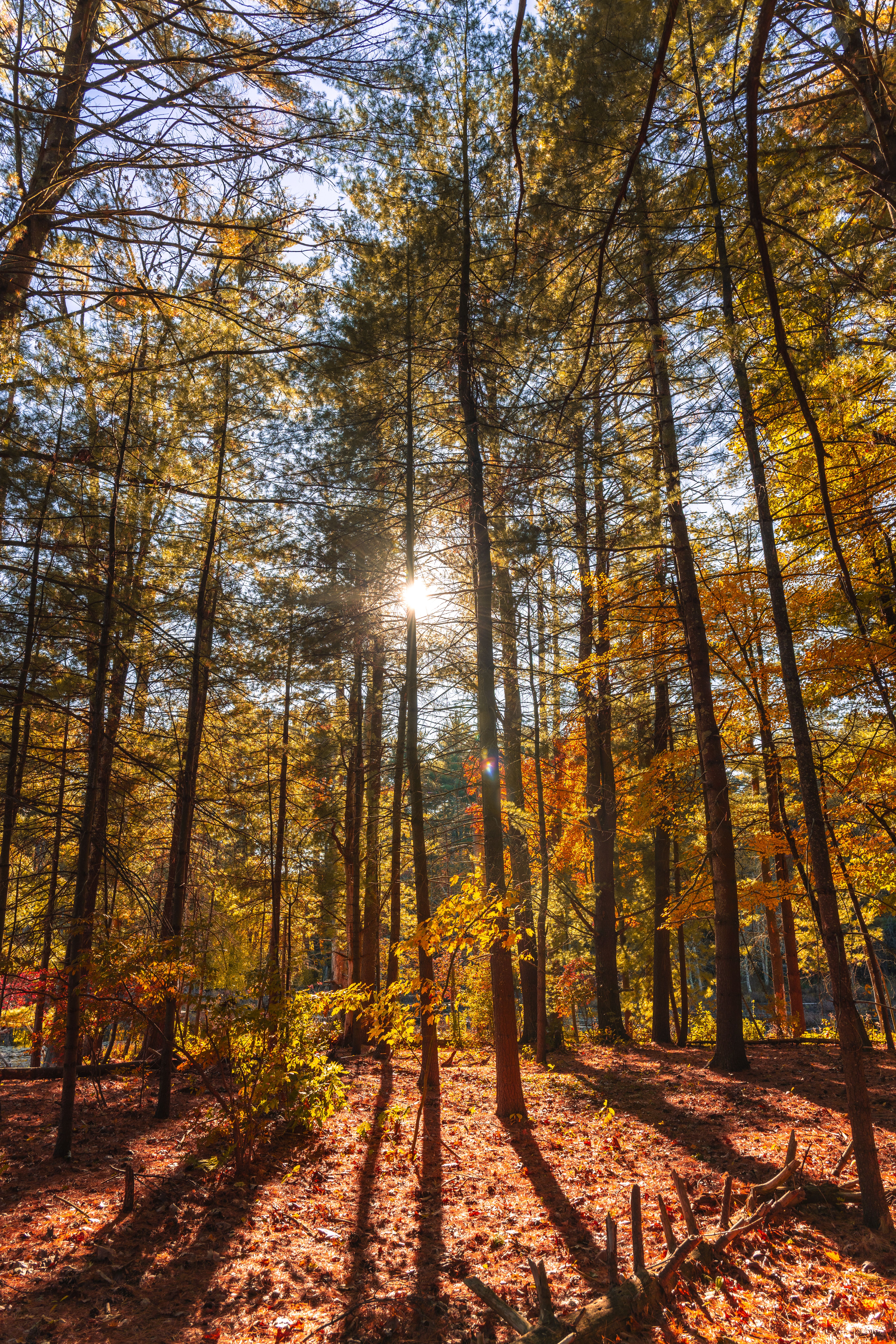Sunlit Autumn Forest in Southborough, MA · Free Stock Photo