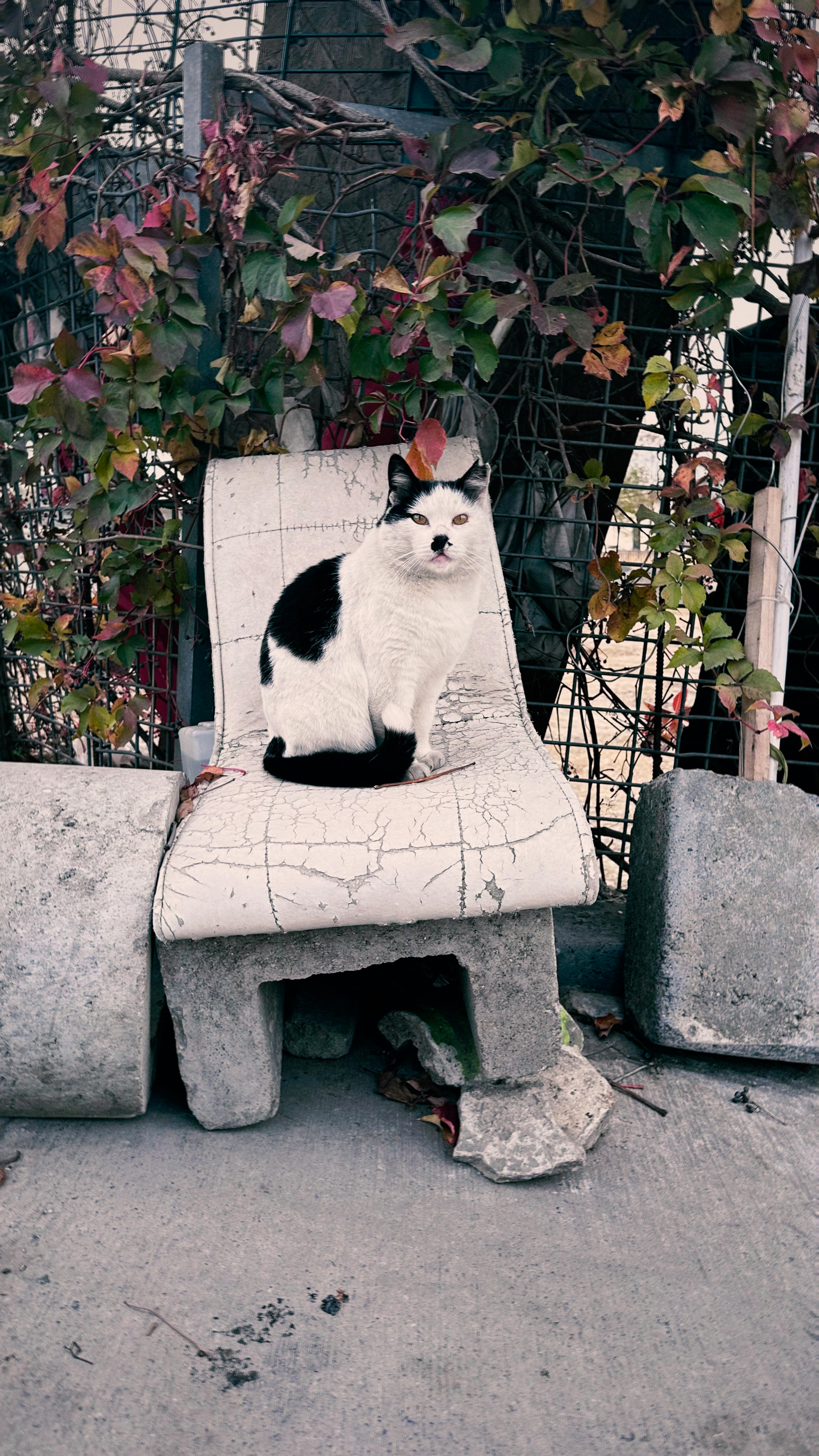 Cat Reaction Photos, Download The BEST Free Cat Reaction Stock Photos ...