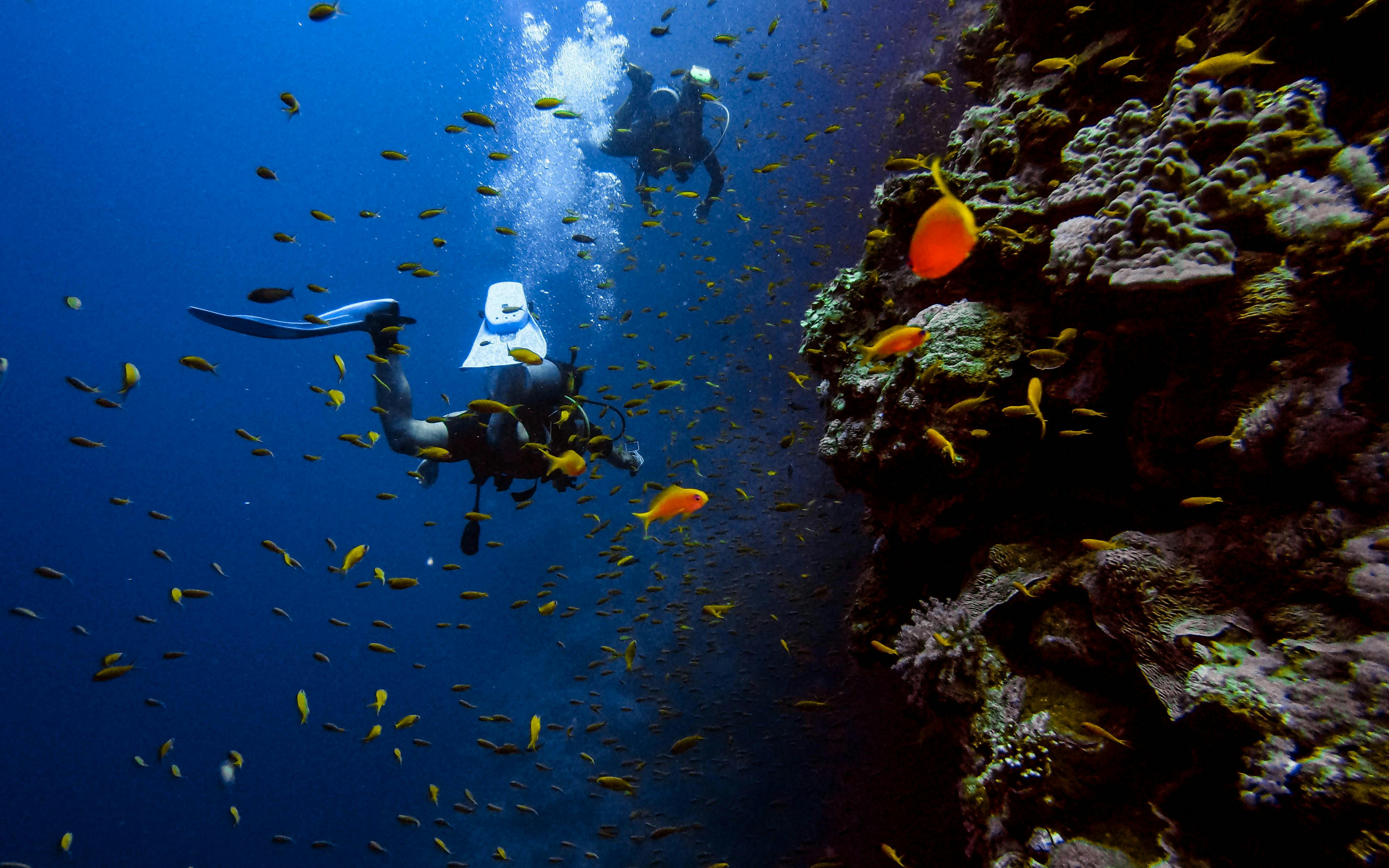 Padi Photos, Download The BEST Free Padi Stock Photos & HD Images