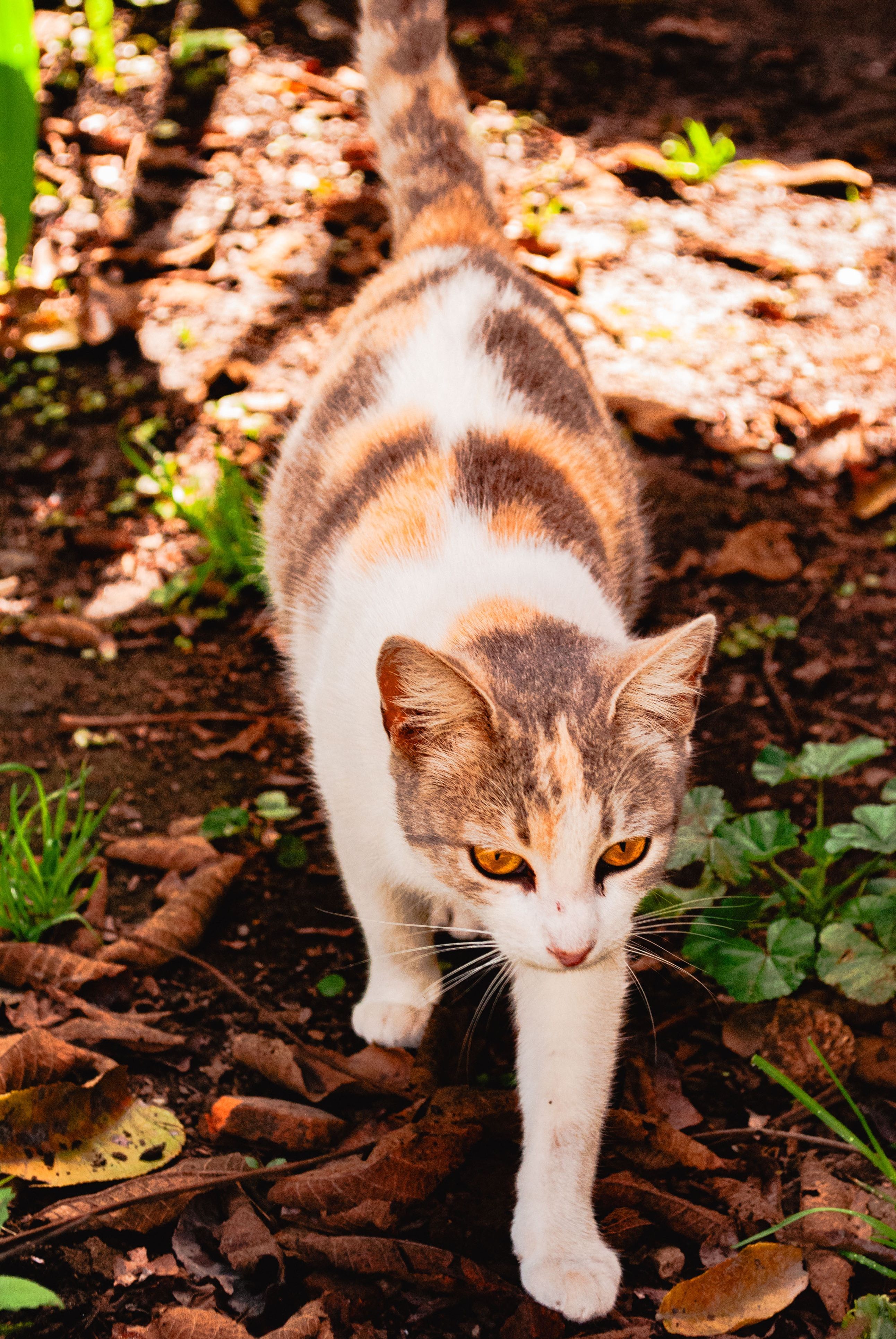 Cat Reaction Photos, Download The BEST Free Cat Reaction Stock Photos ...
