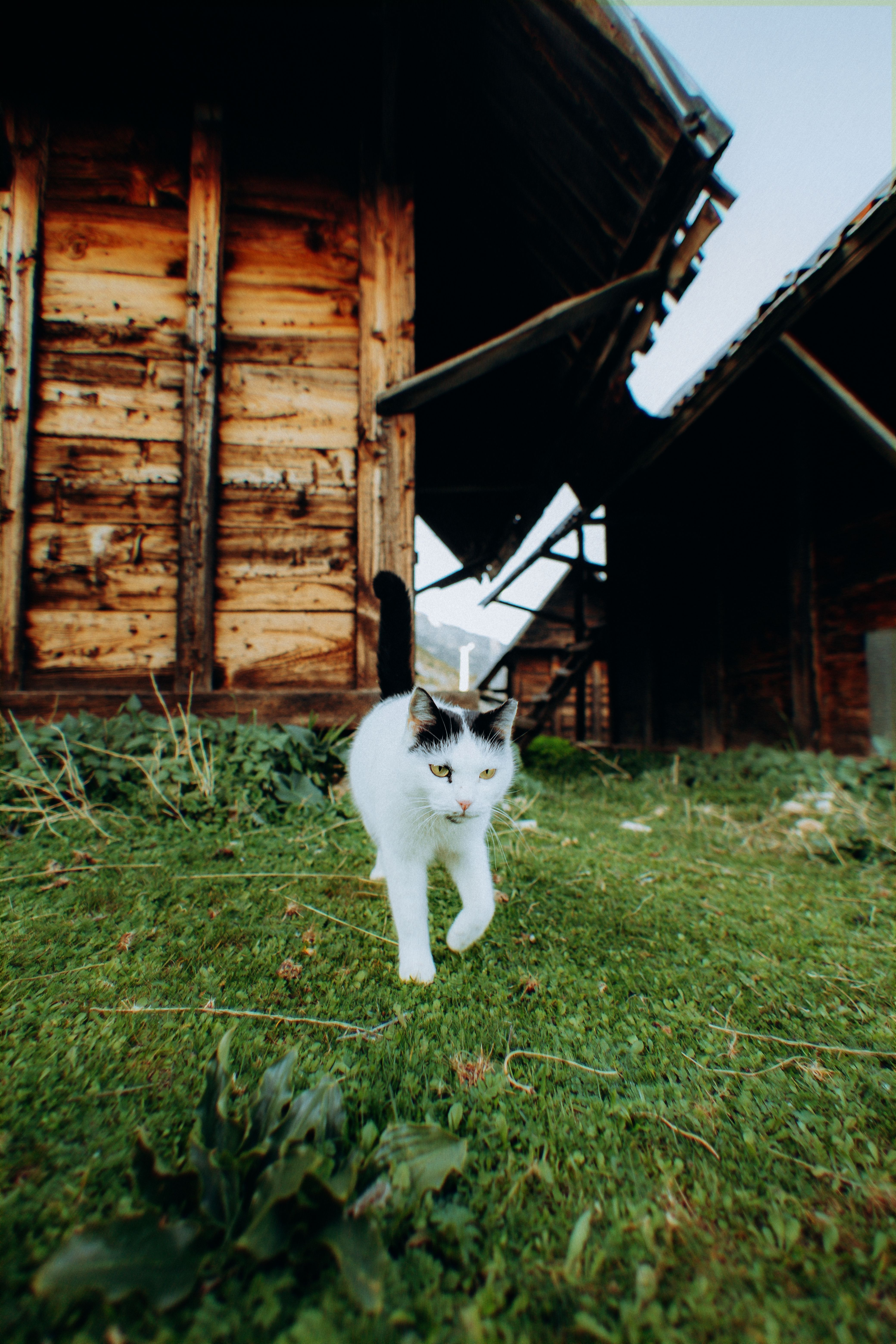 Playful Cat Exploring Rustic Cabin Outdoors · Free Stock Photo
