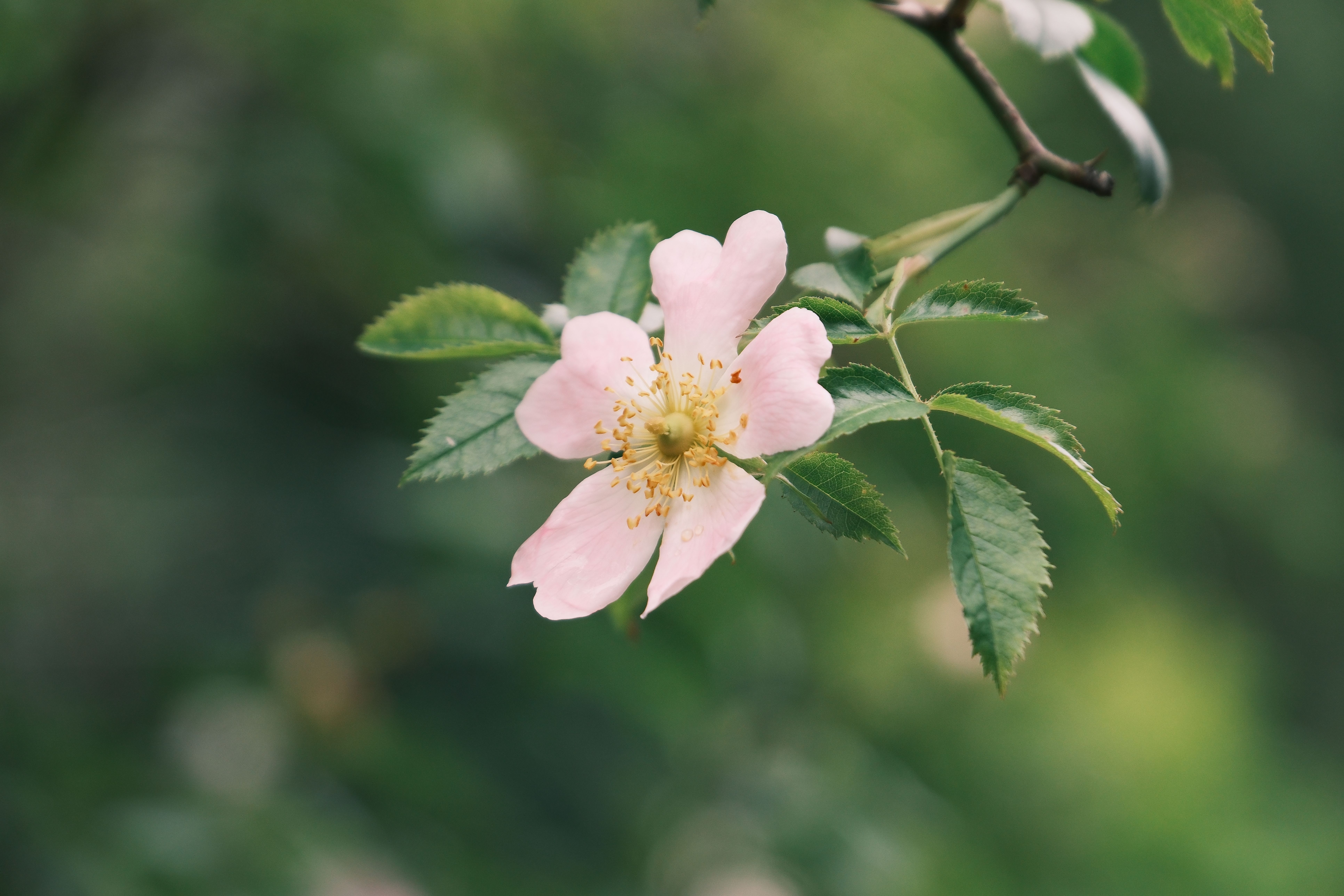 Rose Pati Photos, Download The BEST Free Rose Pati Stock Photos & HD Images