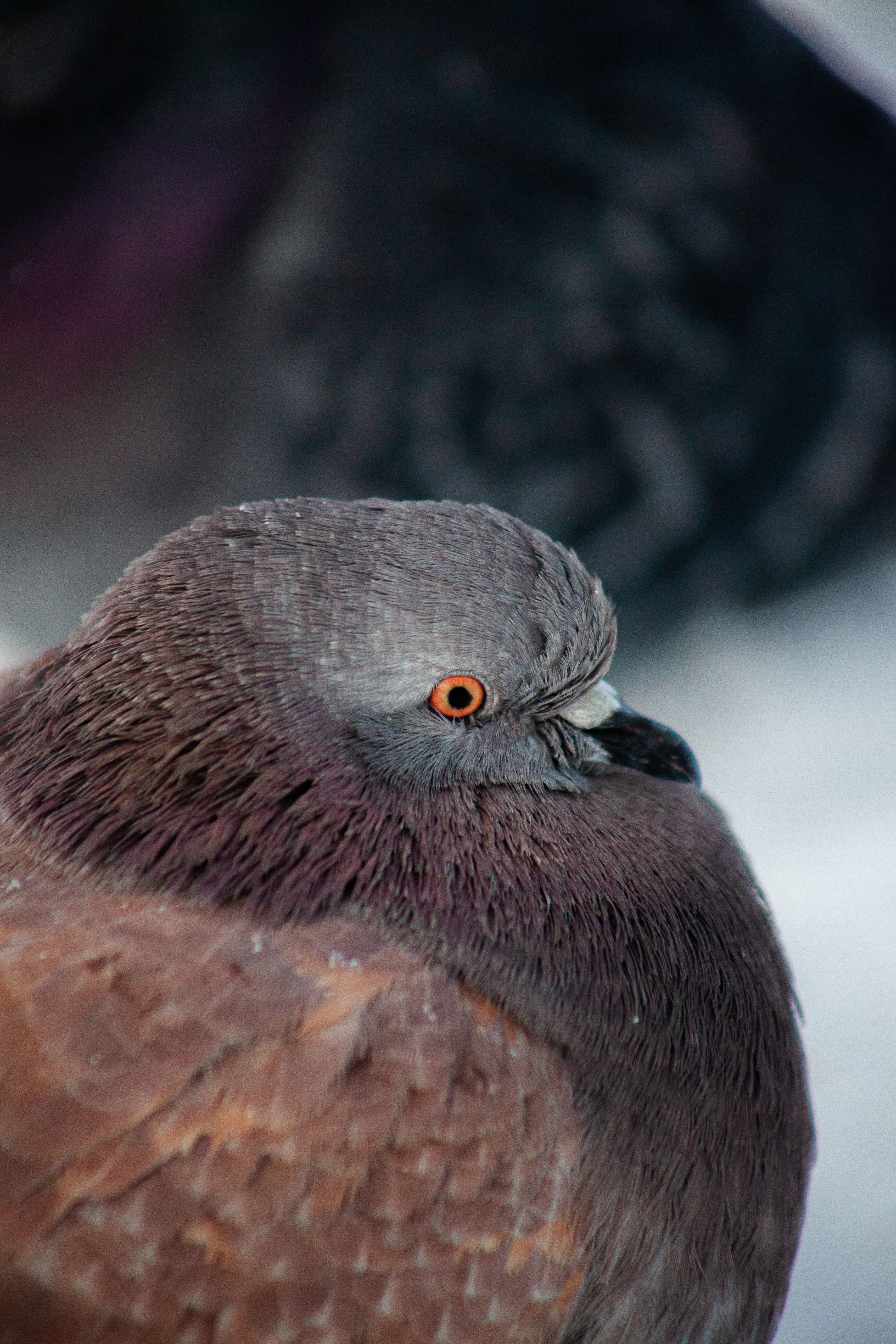 Close-up of a Rock Pigeon in Urban Setting · Free Stock Photo