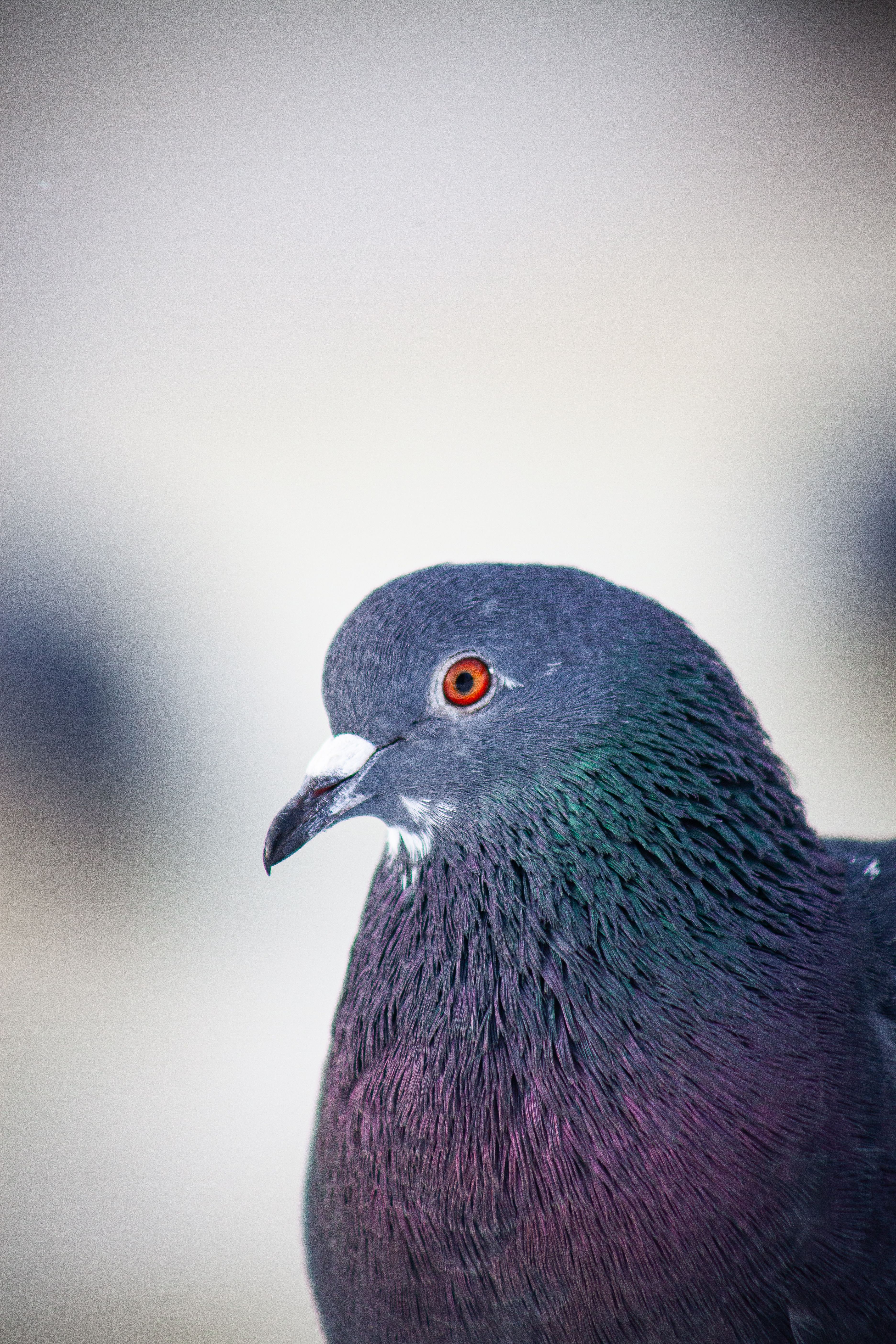 Purple Lineage Photos, Download The BEST Free Purple Lineage Stock ...