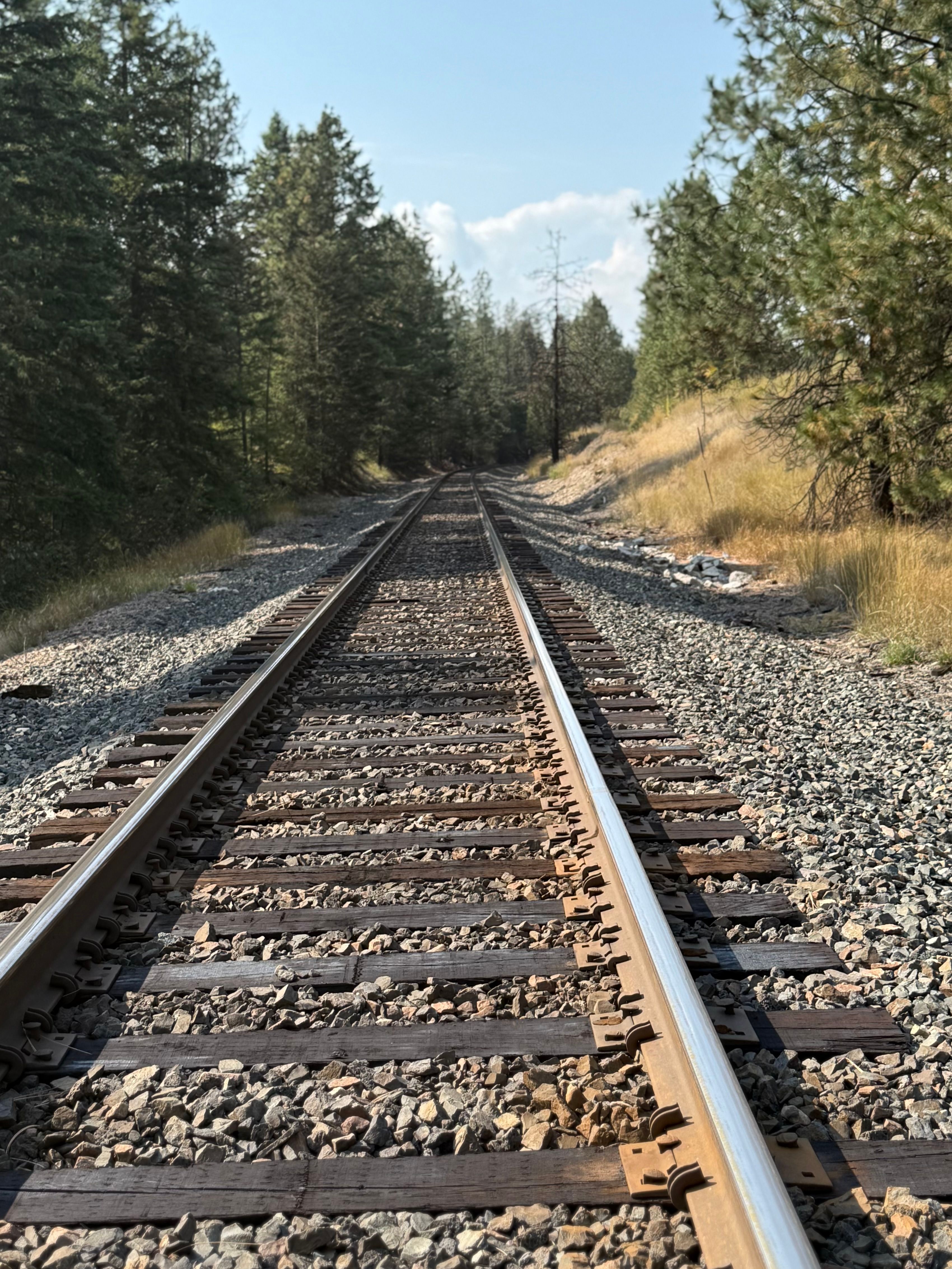 Scenic Railway Tracks through Montana Forest · Free Stock Photo