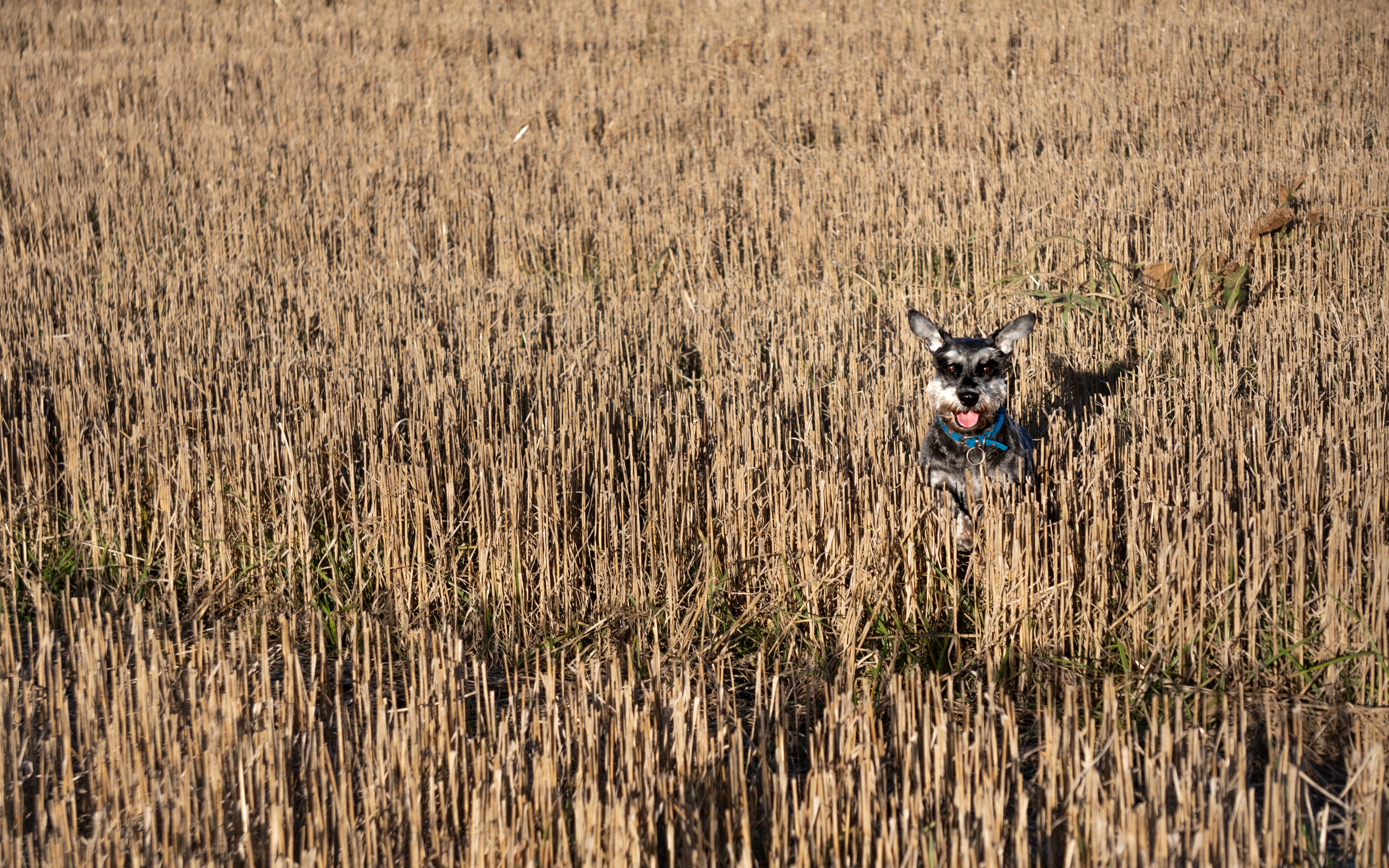 240.927+ Fotos y Imágenes de Indian dog spices photos Gratis · Banco de ...