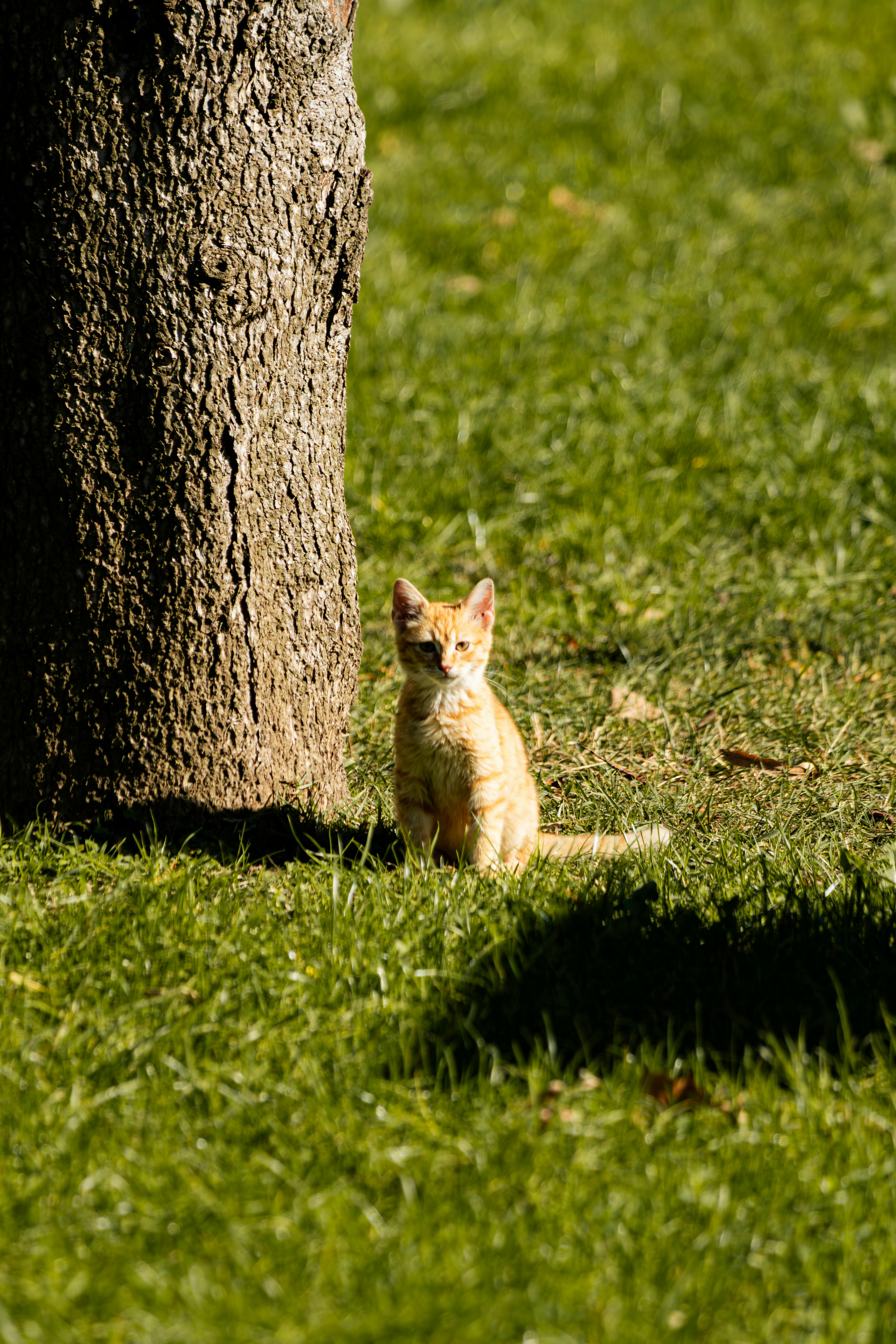 Cat Reaction Photos, Download The BEST Free Cat Reaction Stock Photos ...