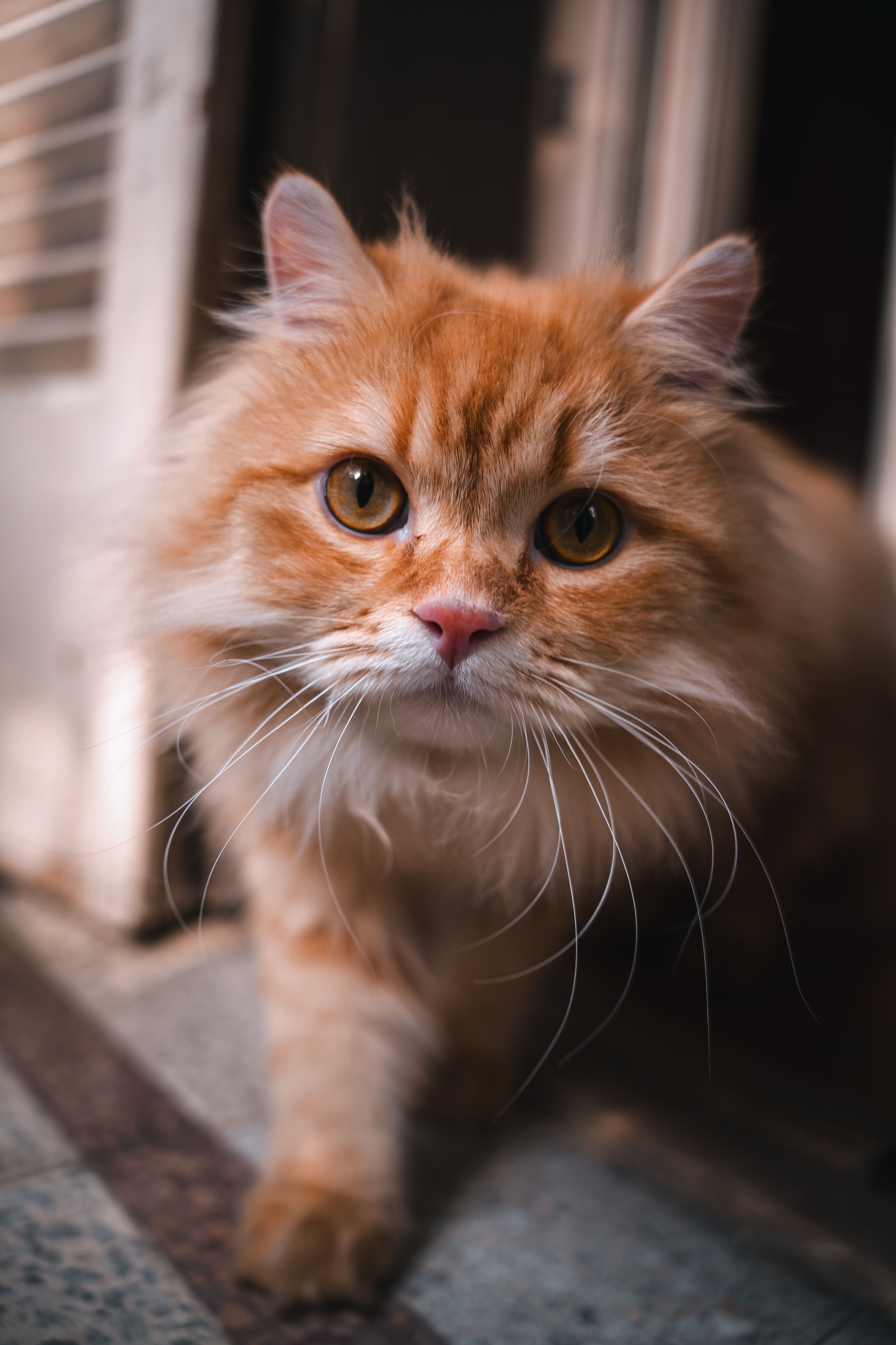 Close-Up of Ginger Persian Cat Indoors · Free Stock Photo