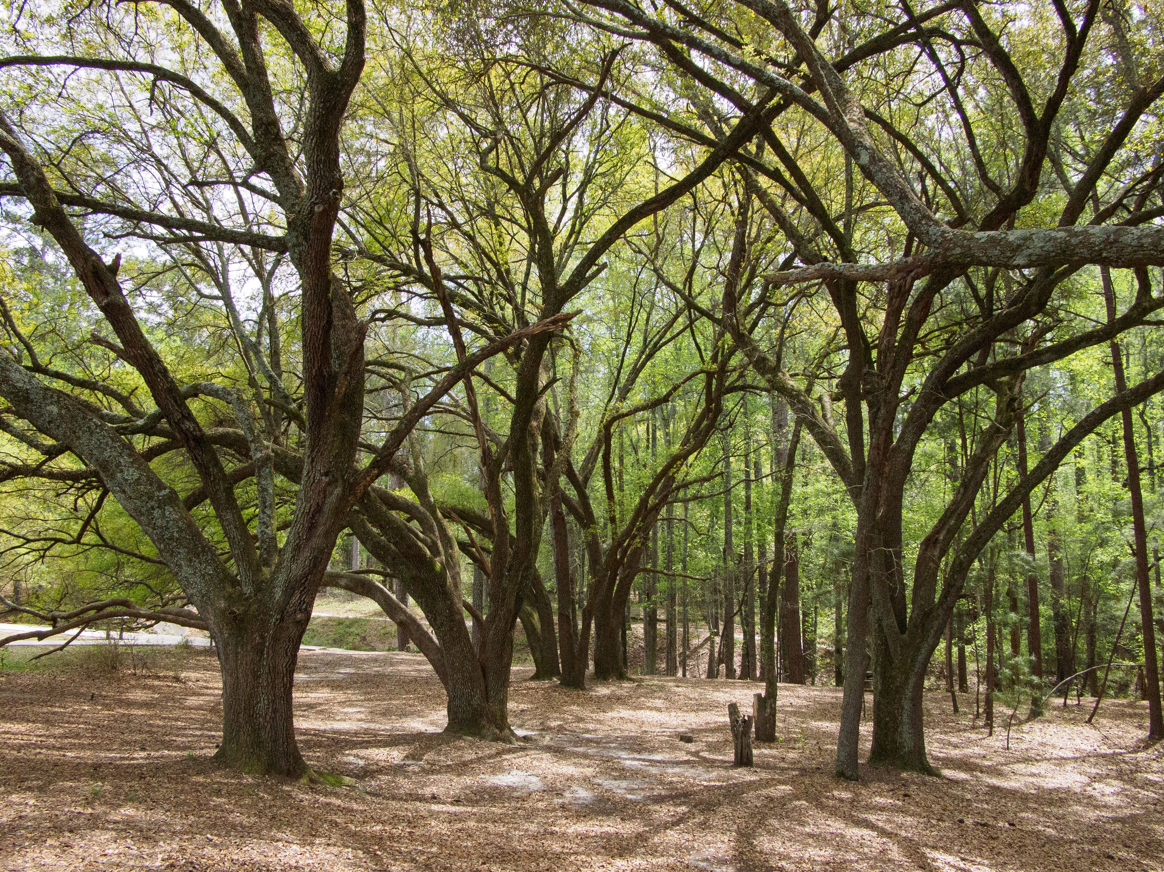 Serene Oak Tree Grove in Spring, South Carolina · Free Stock Photo