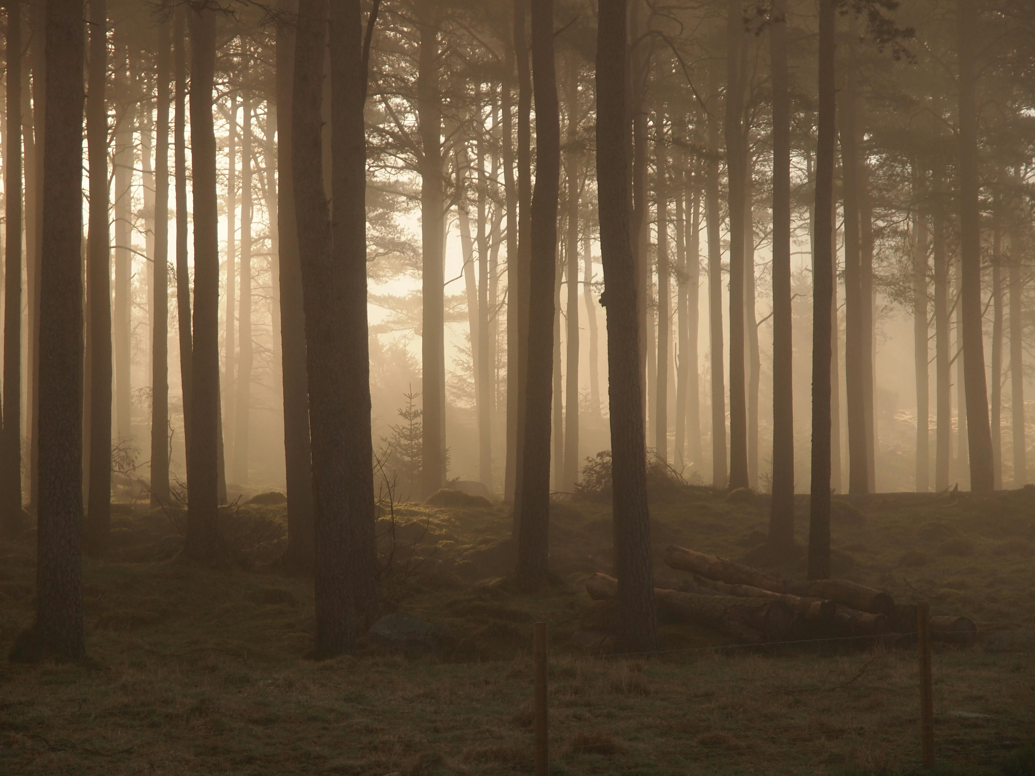 Raw Pixels Photos, Download The BEST Free Raw Pixels Stock Photos & HD ...