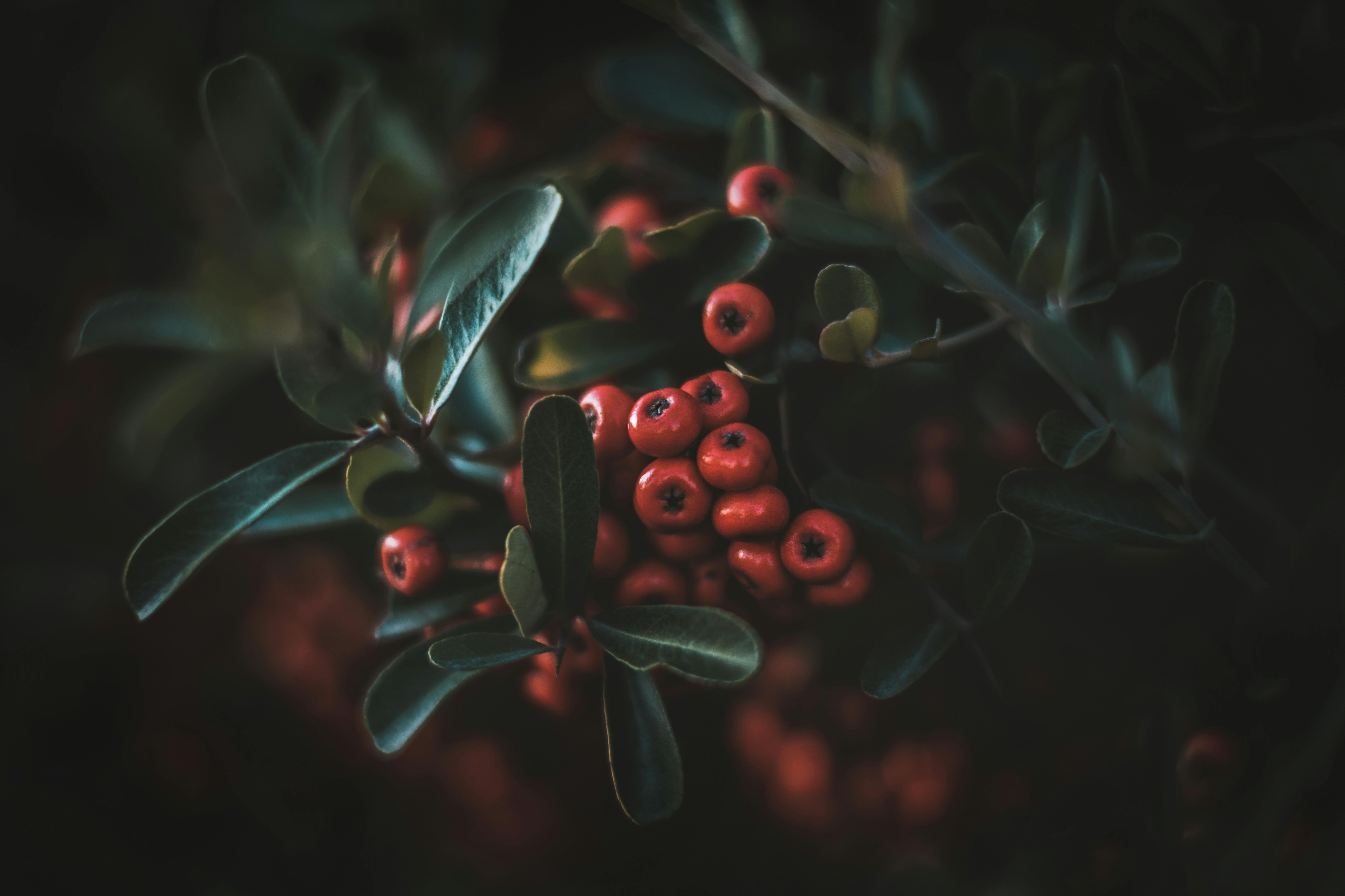 Orange Fruit on Tree · Free Stock Photo