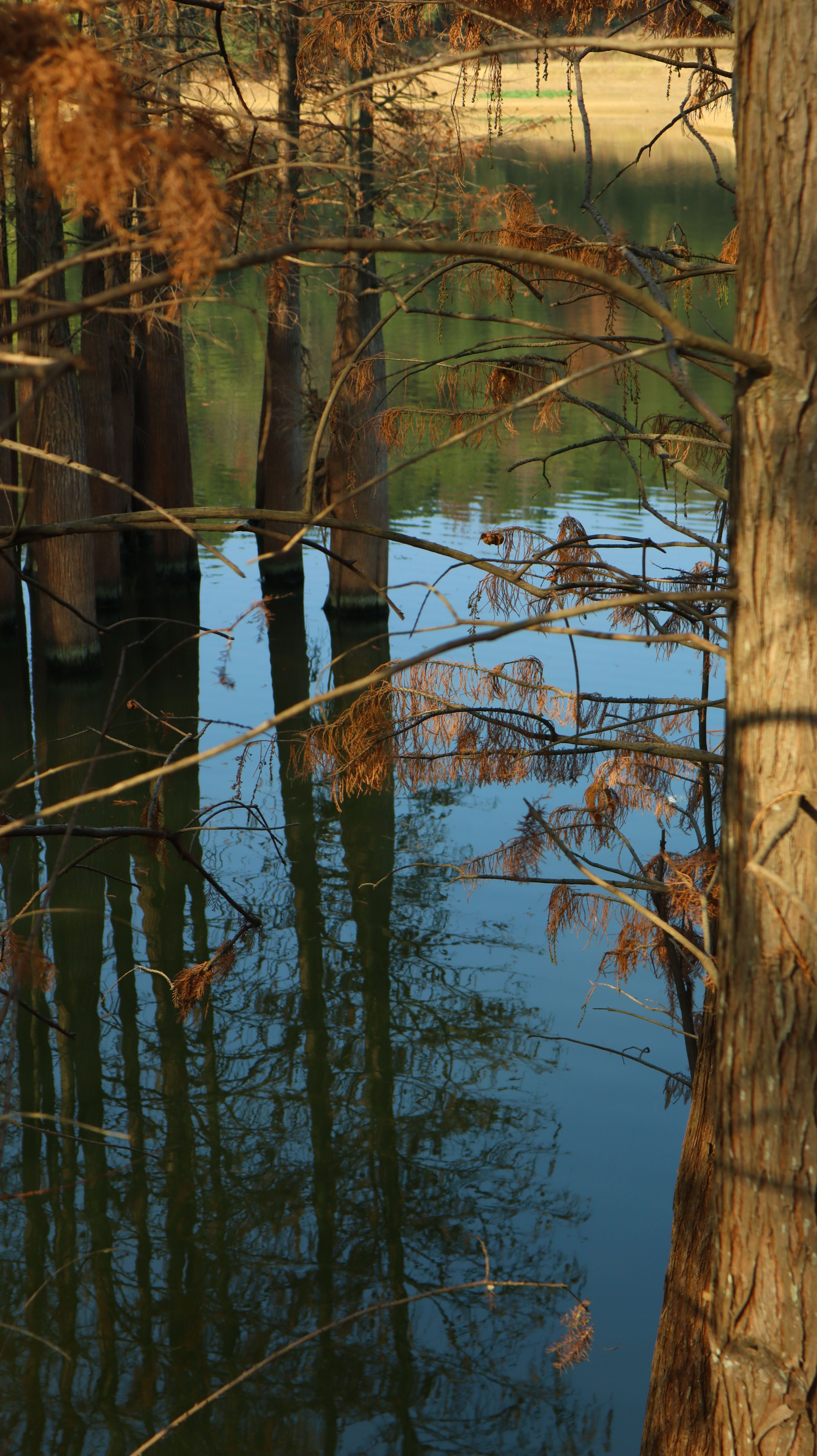 Reflections of Trees in Calm Lakeside Water · Free Stock Photo