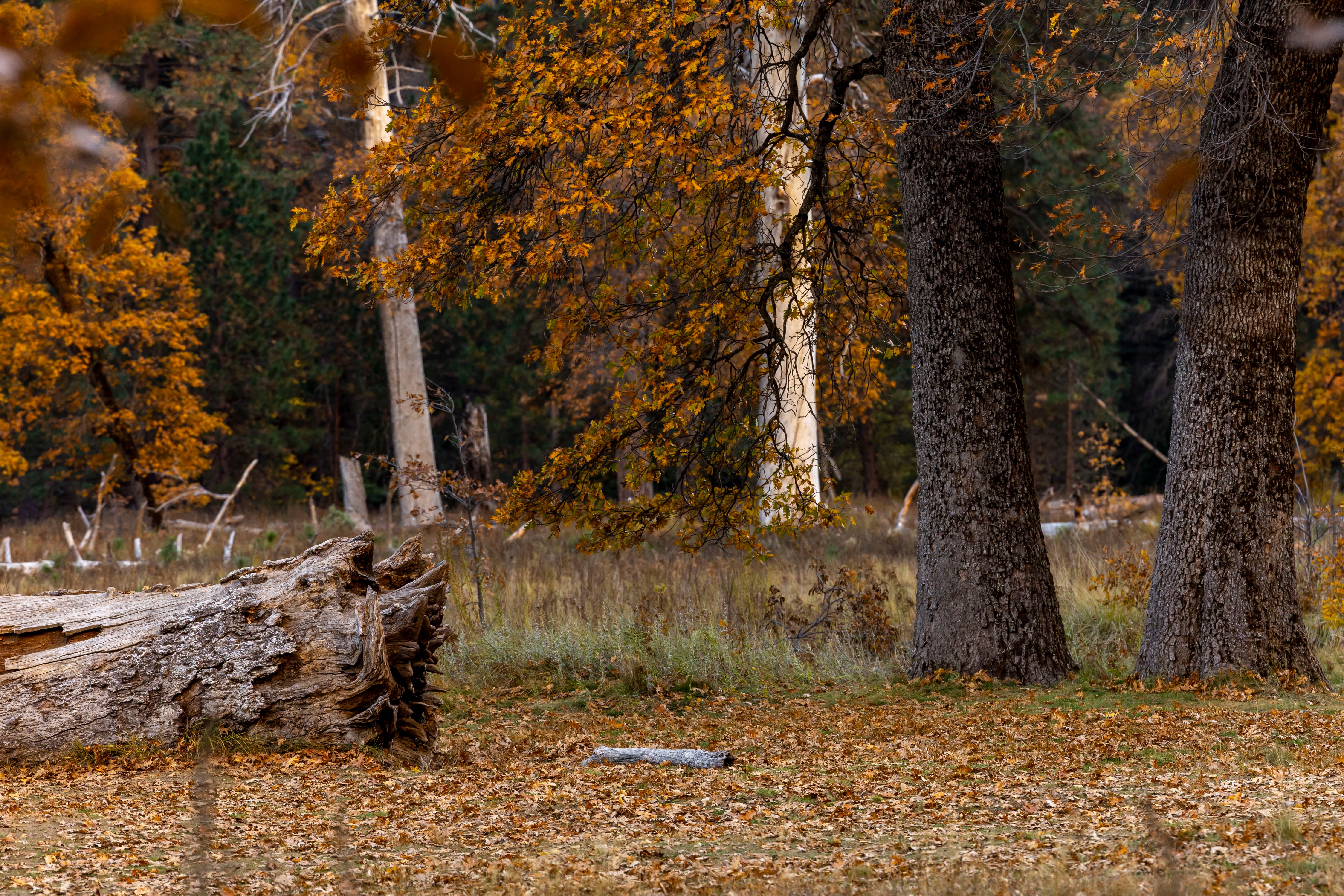 Foreground Middleground And Background Photos, Download The BEST Free ...