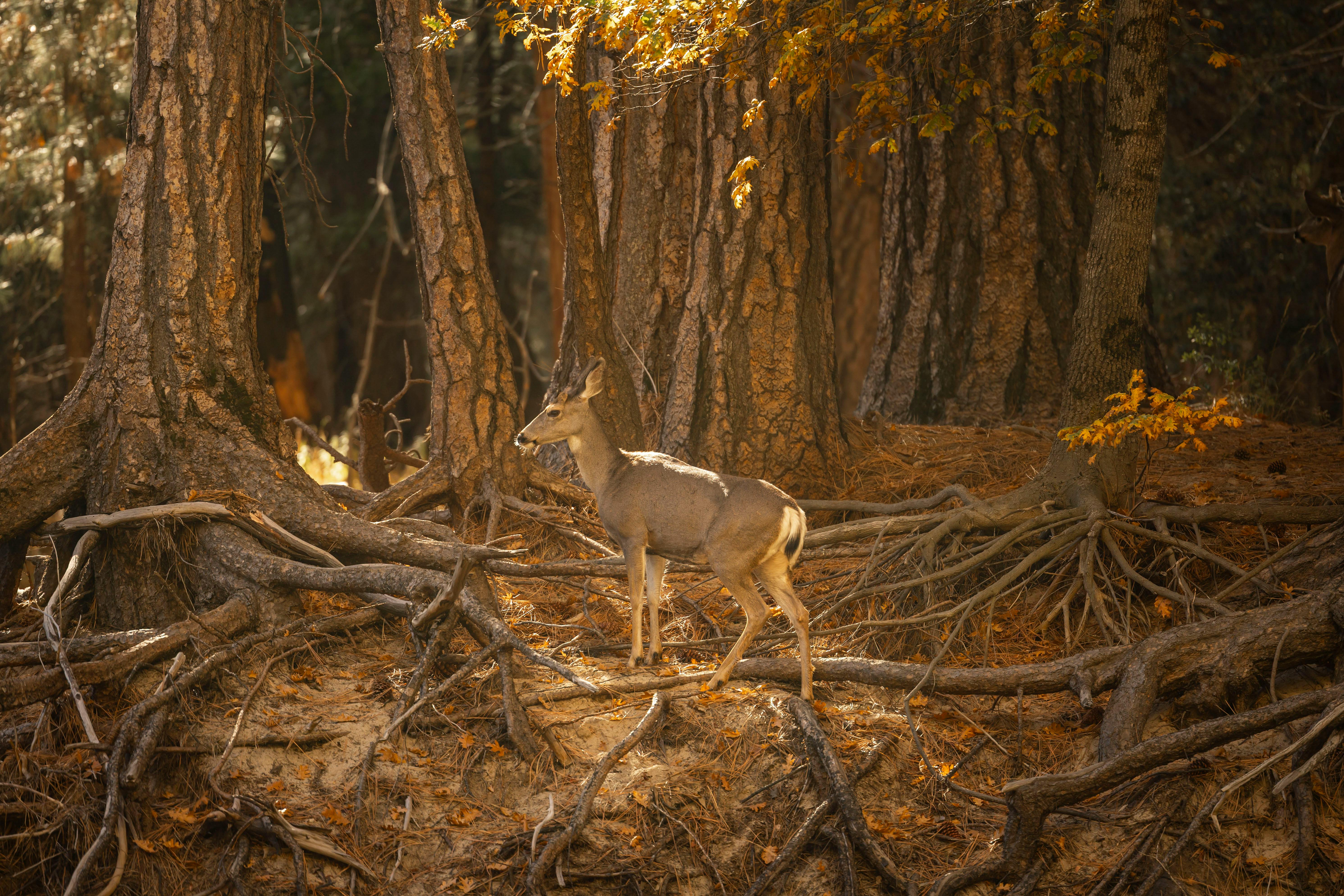 Log In Dp Photos, Download The BEST Free Log In Dp Stock Photos & HD Images