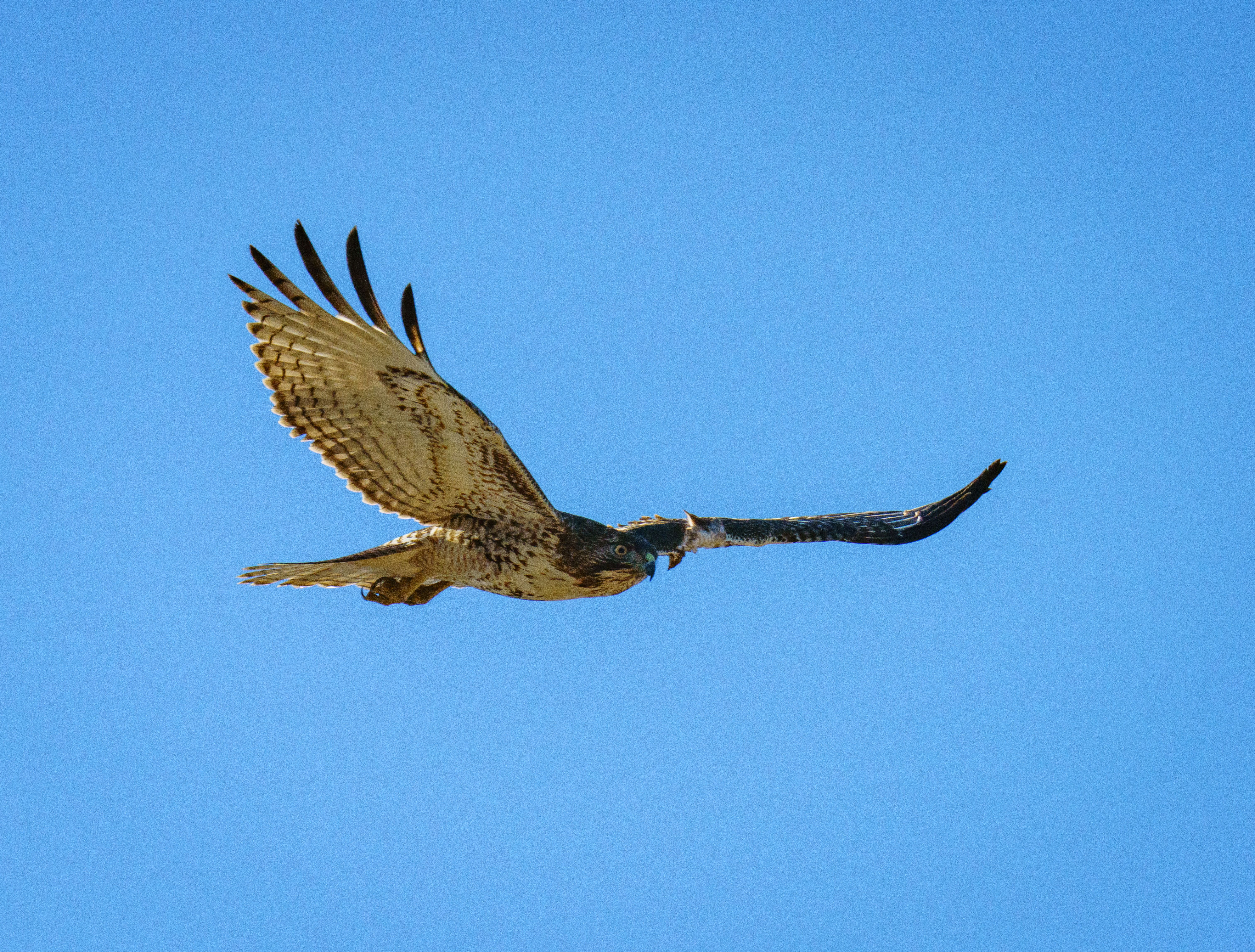 Majestic Hawk in Flight Against Clear Blue Sky · Free Stock Photo