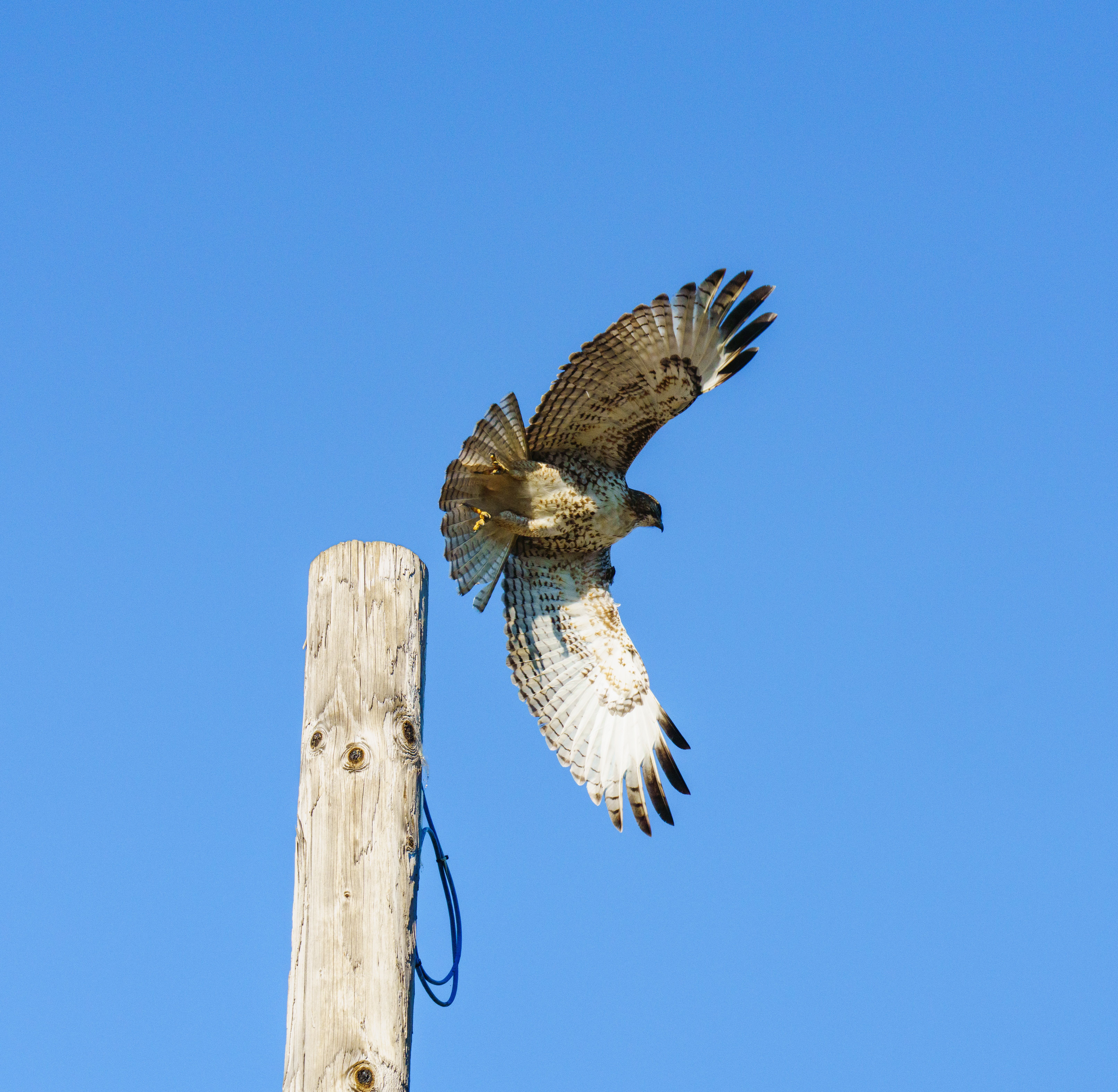Hawk Taking Flight from Wooden Pole in Clear Sky · Free Stock Photo