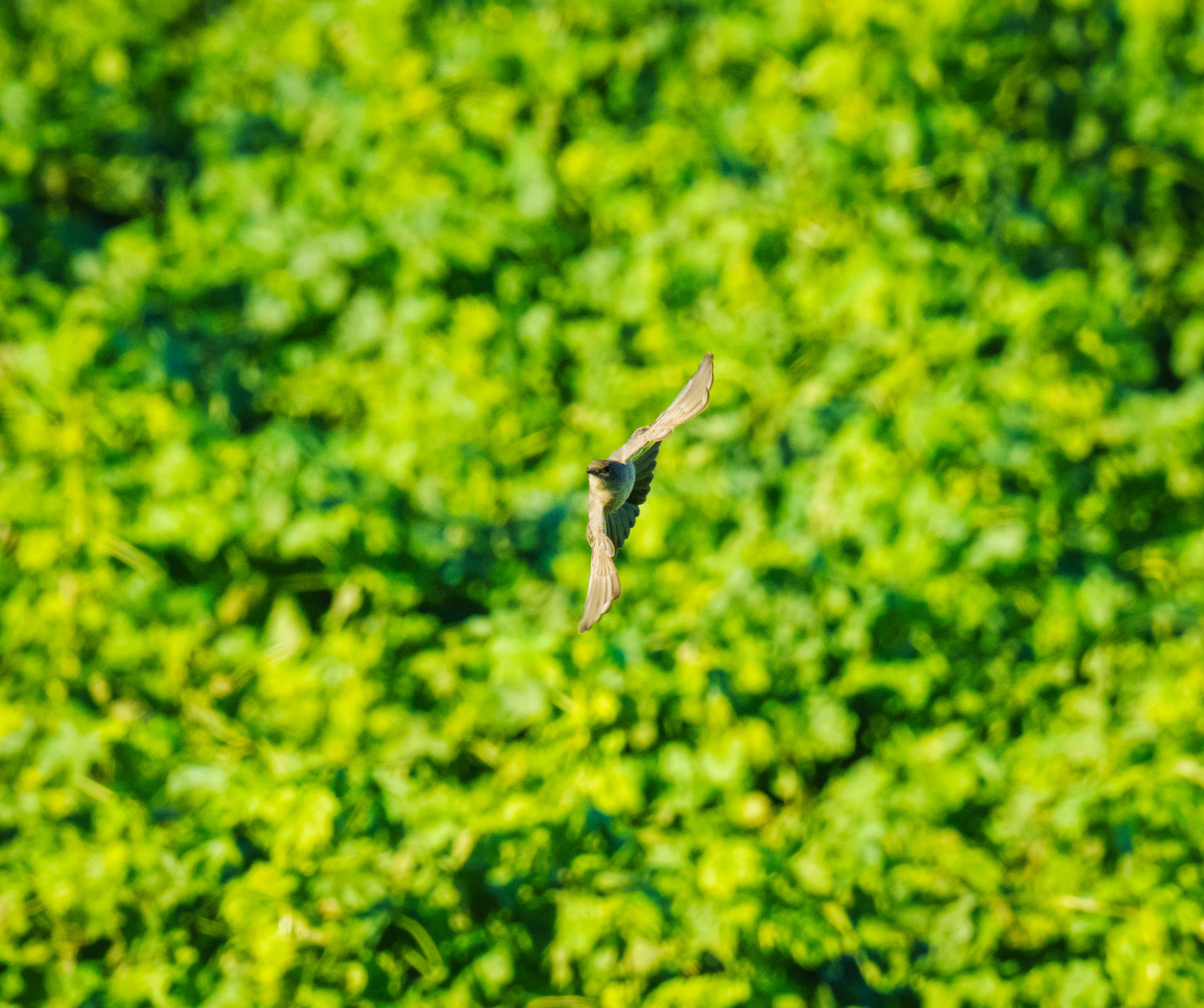 Sleep Sparrow Photos, Download The BEST Free Sleep Sparrow Stock Photos ...
