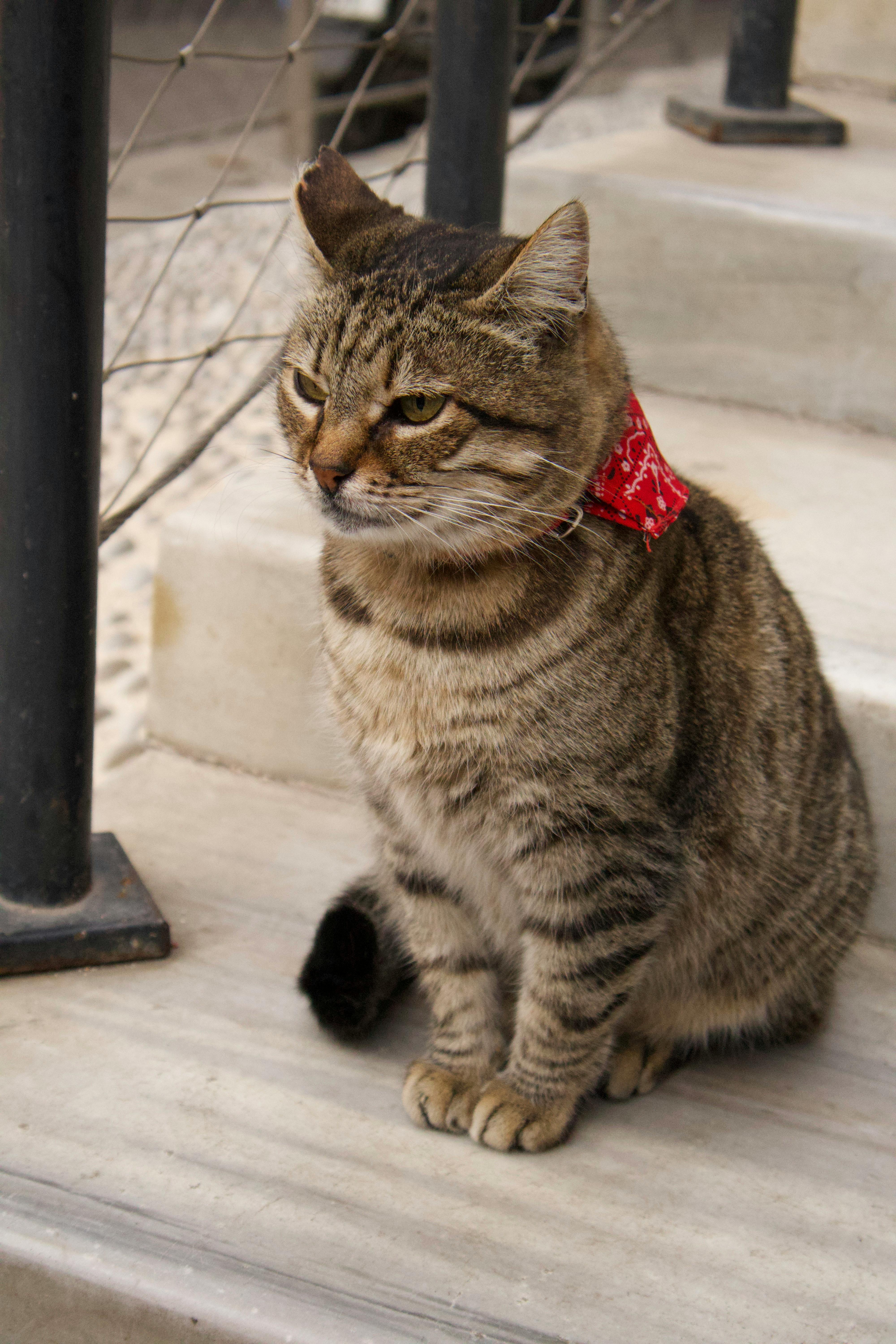 Cat Reaction Photos, Download The BEST Free Cat Reaction Stock Photos ...