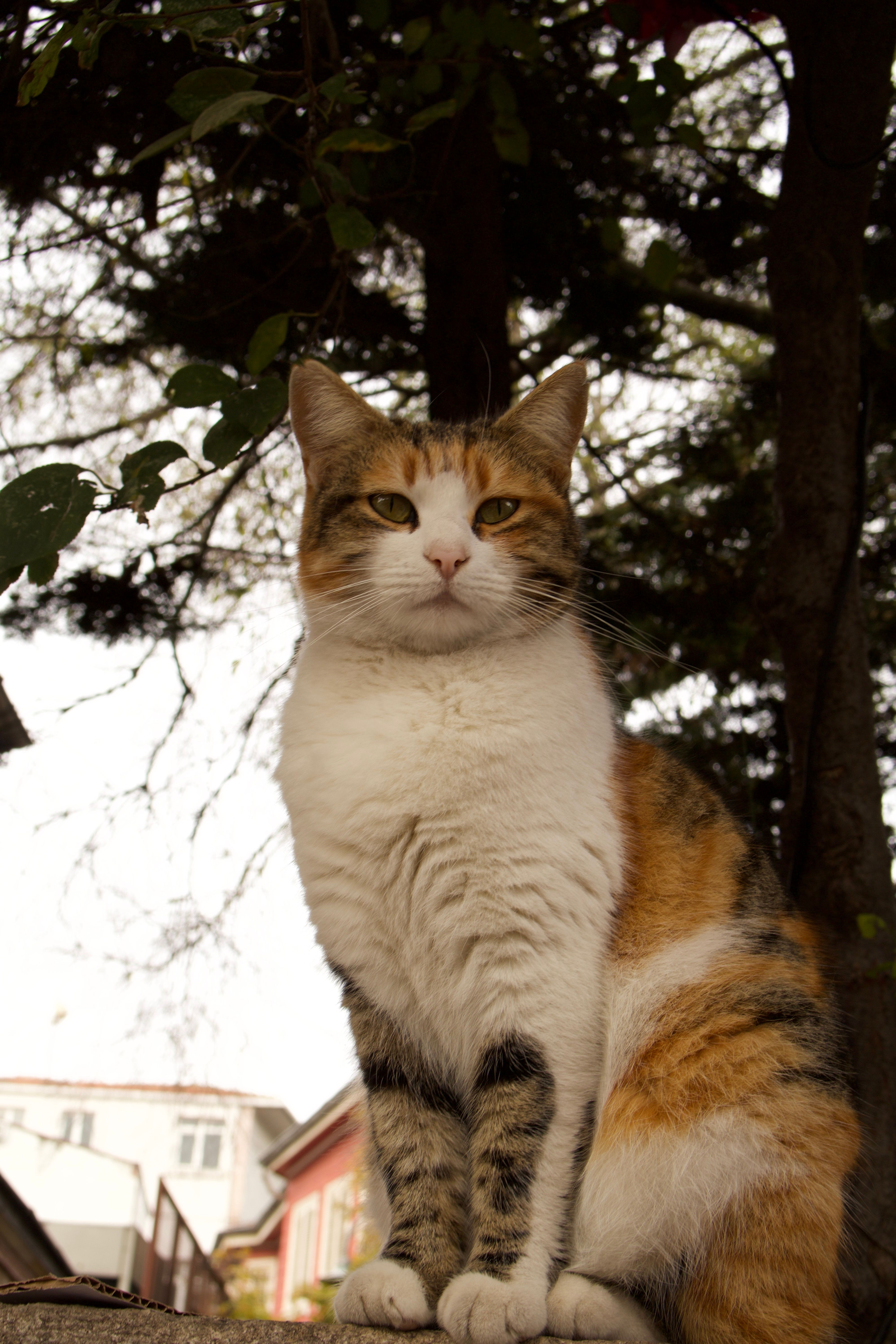 Cat Reaction Photos, Download The BEST Free Cat Reaction Stock Photos ...