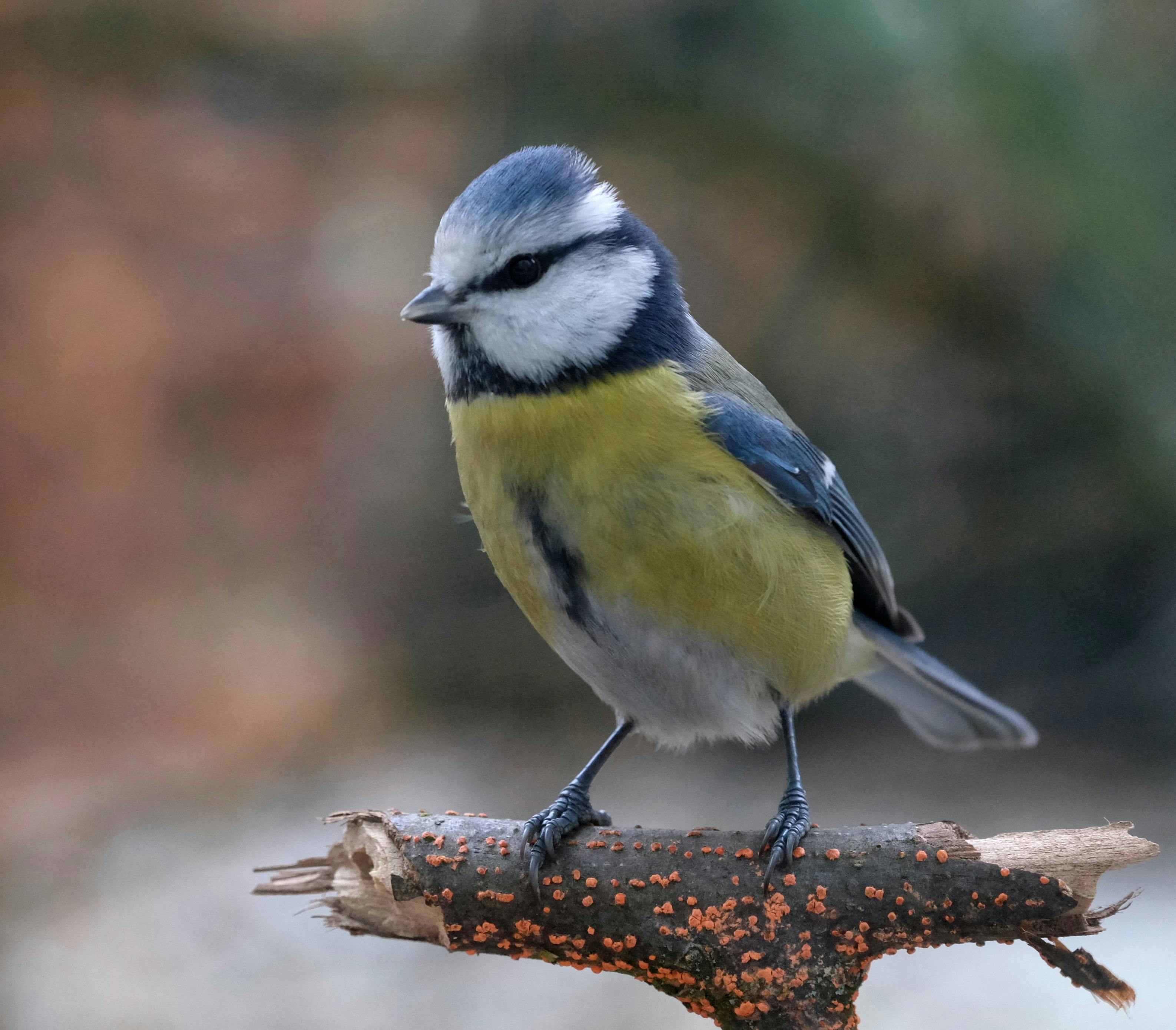 Kostenloses Foto zum Thema: ast, blau, britische titten, cyanistes ...