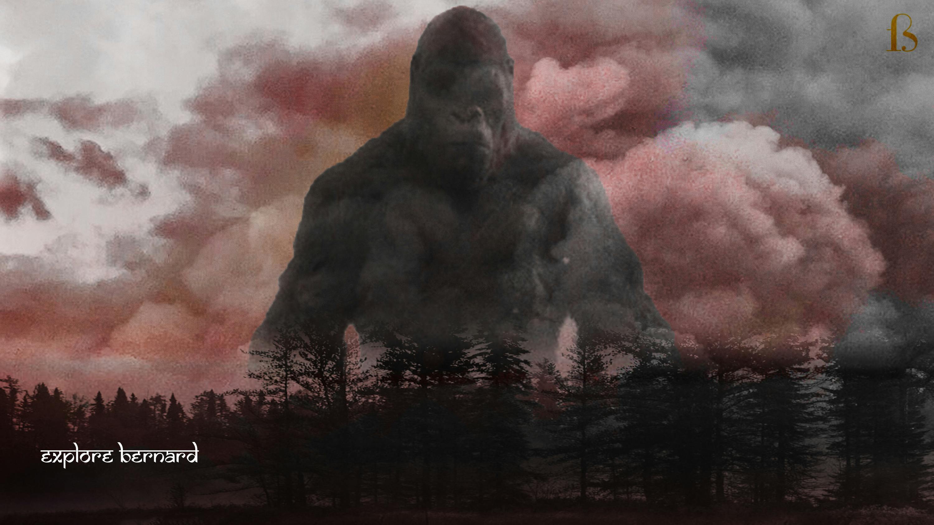 Bernard Thomas - 攝影