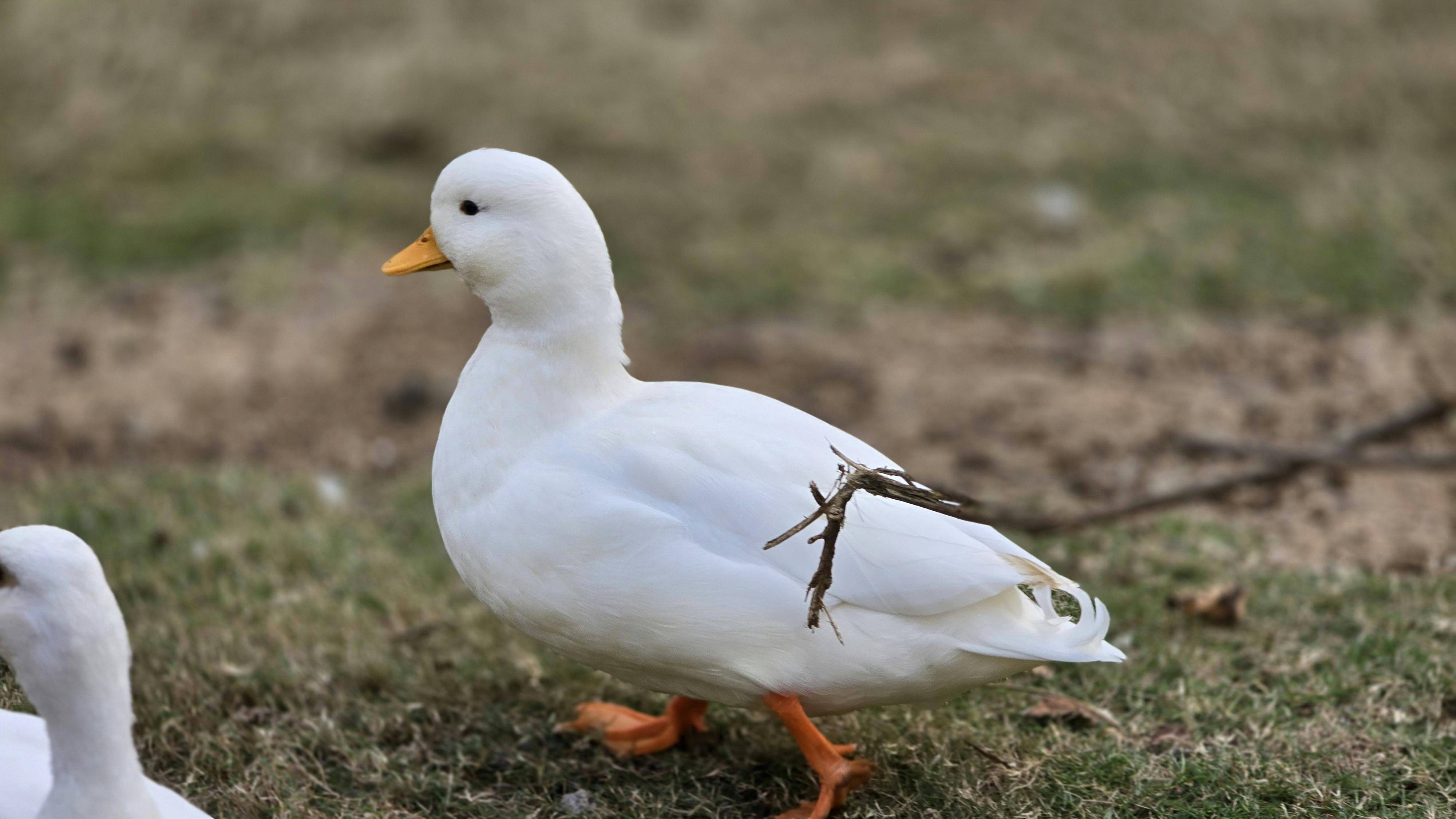 Shrek+Feet Photos, Download The BEST Free Shrek+Feet Stock Photos & HD ...