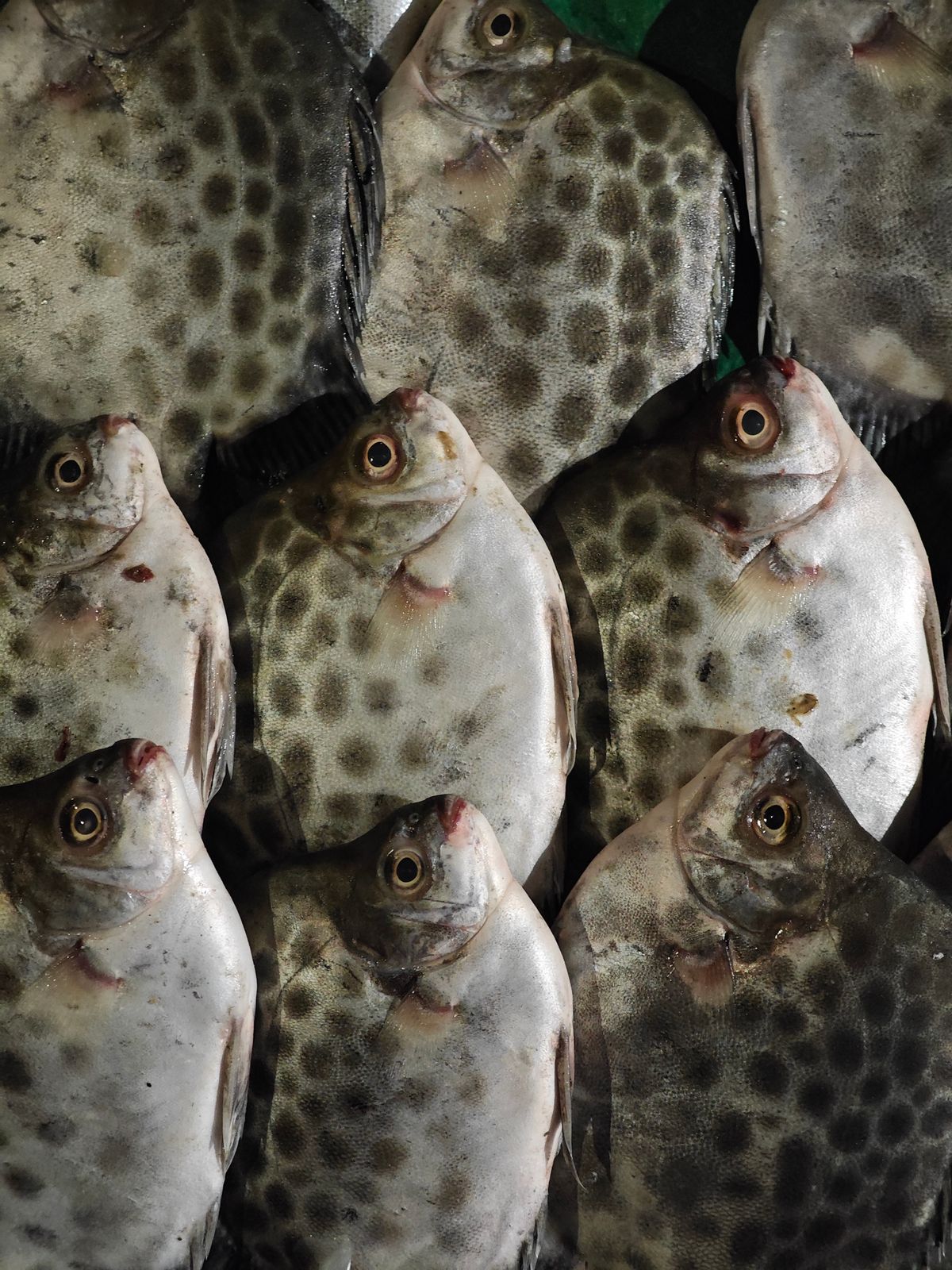 Ocean Fish Photos, Download The BEST Free Ocean Fish Stock Photos & HD ...