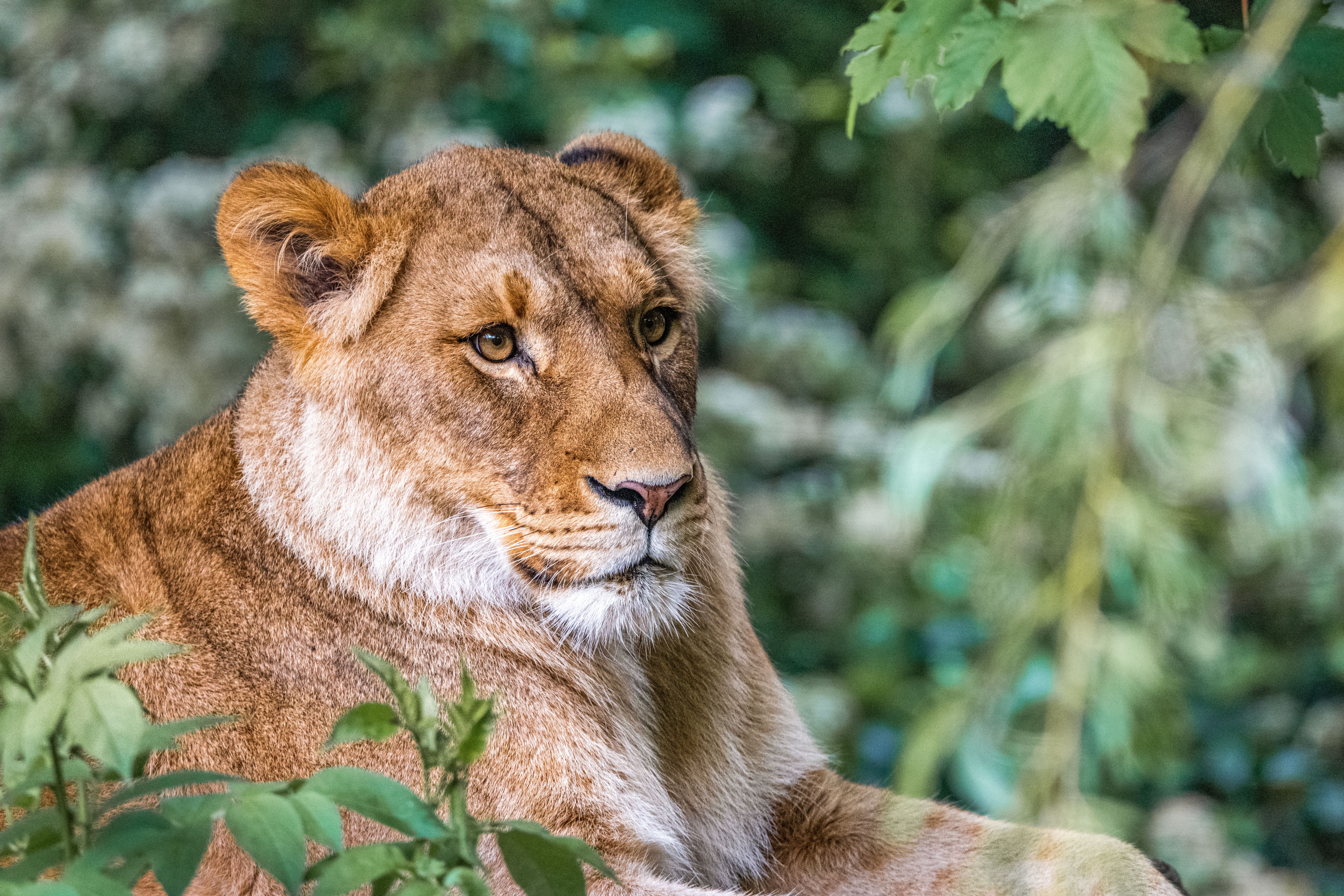 Lion And Lamb Photos, Download The BEST Free Lion And Lamb Stock Photos ...
