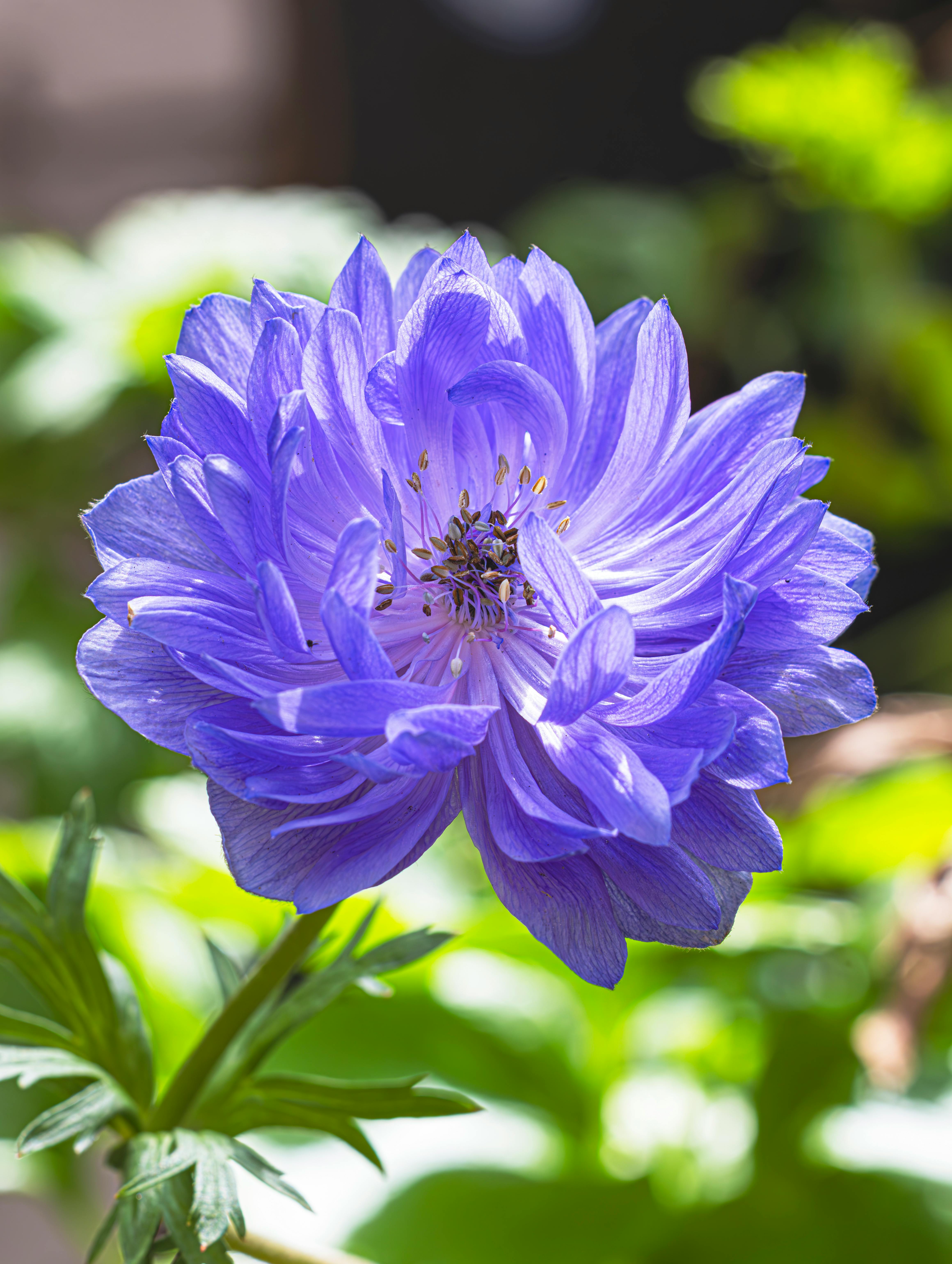 Flower+Takeaway Photos, Download The BEST Free Flower+Takeaway Stock ...