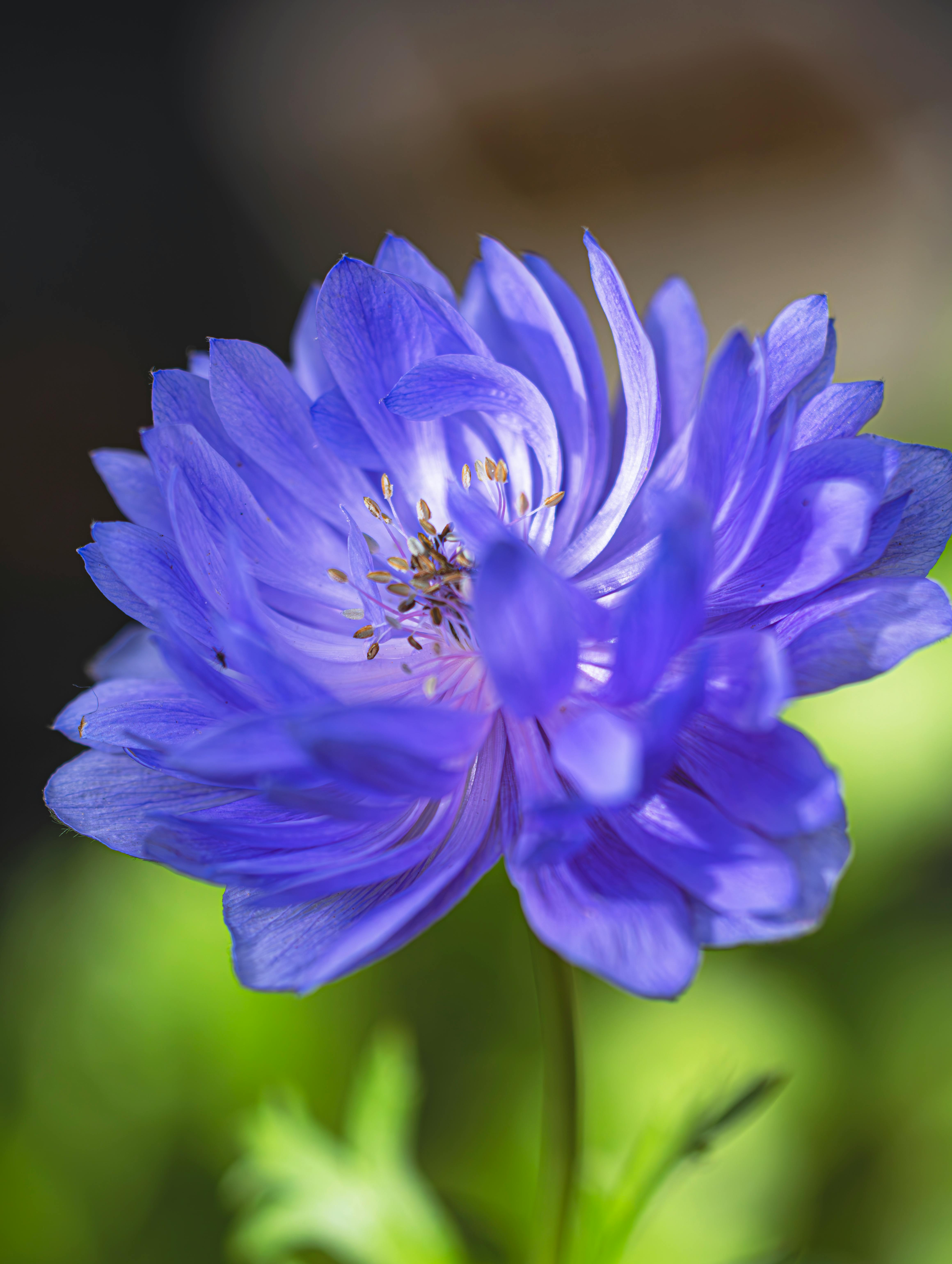 Flower+Takeaway Photos, Download The BEST Free Flower+Takeaway Stock ...