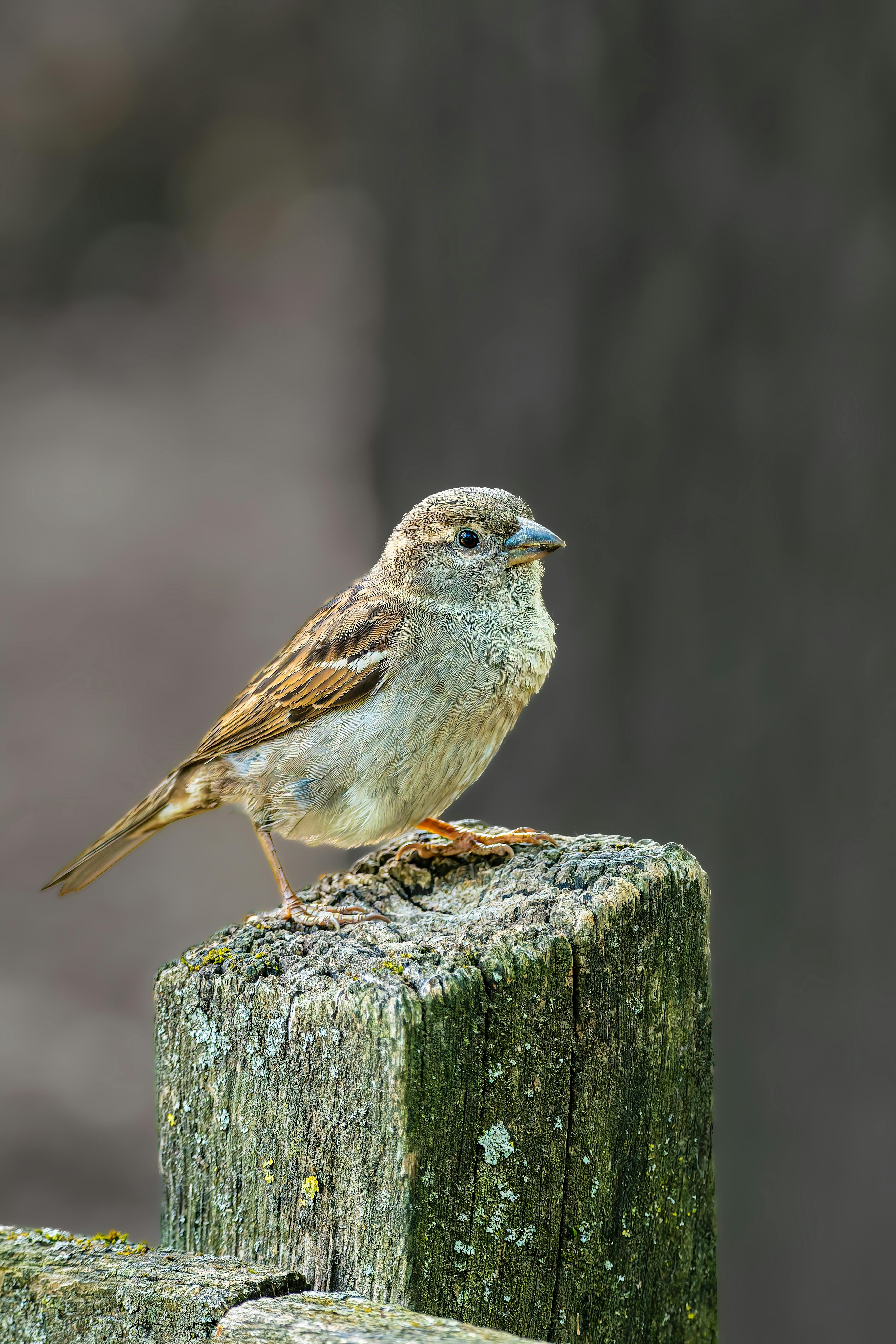 New+York+Post · 19h Photos, Download The BEST Free New+York+Post · 19h ...