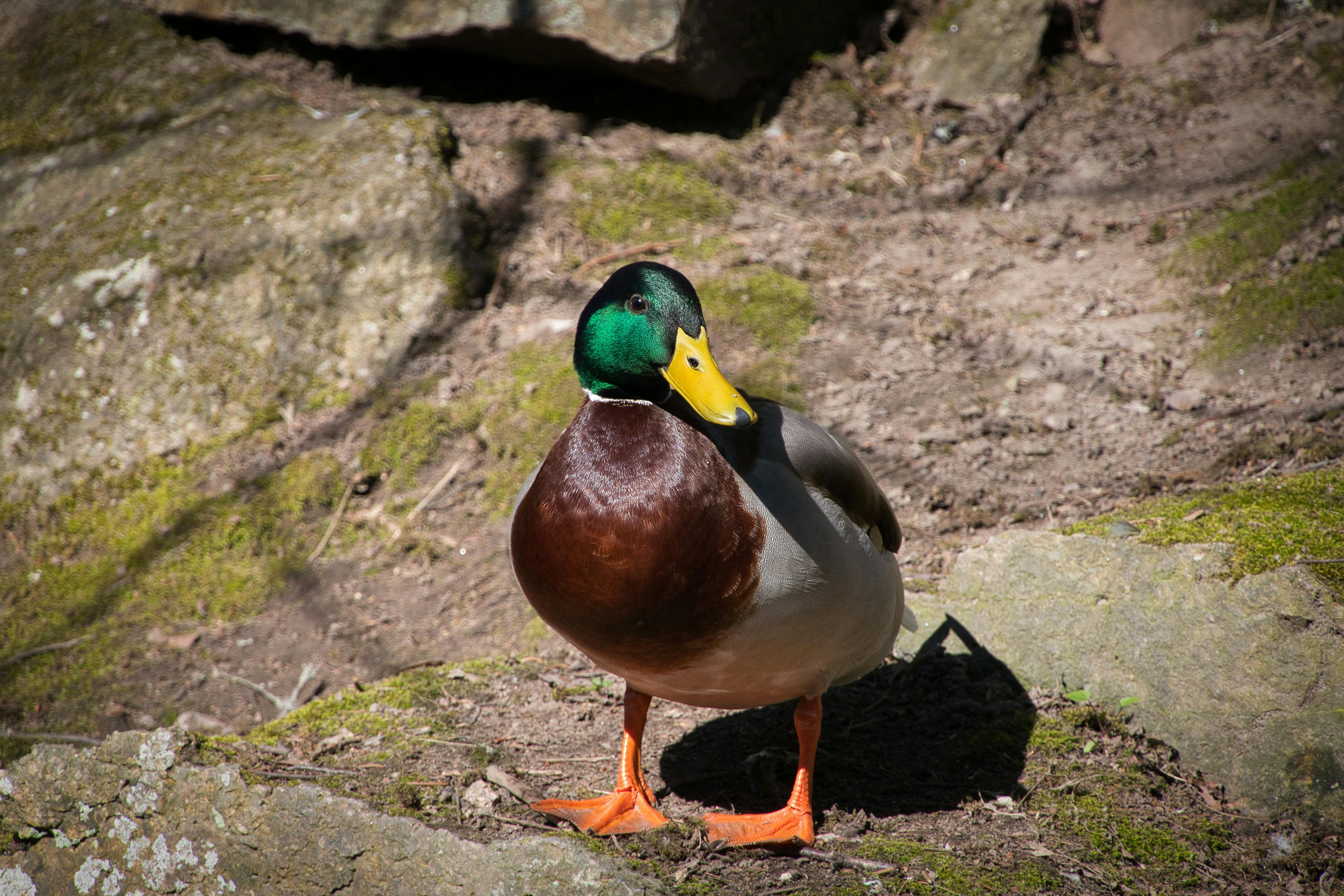 Shrek+Feet Photos, Download The BEST Free Shrek+Feet Stock Photos & HD ...