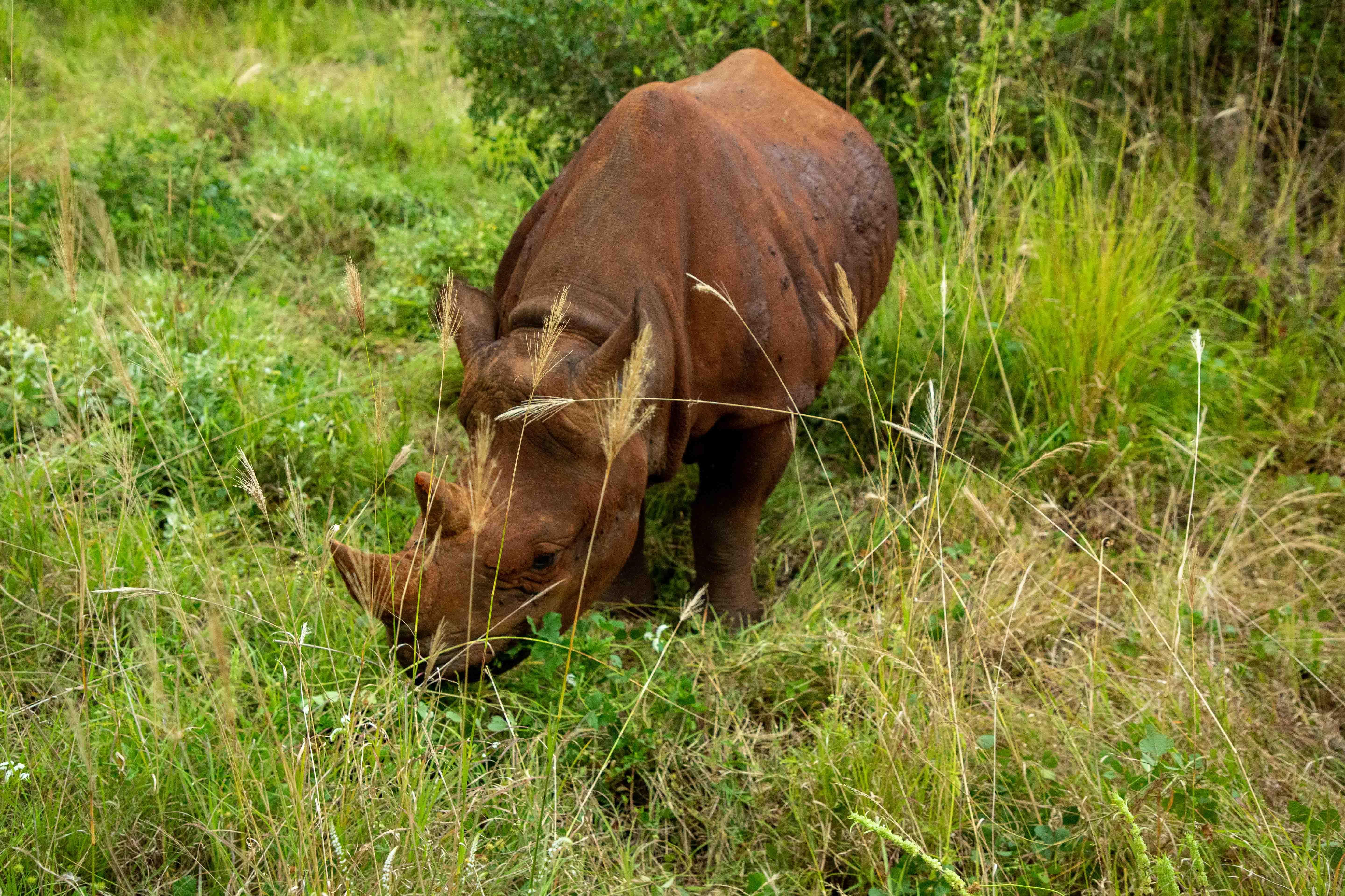 Kumba+Rasi+Avittam+Animal Photos, Download The BEST Free Kumba+Rasi ...