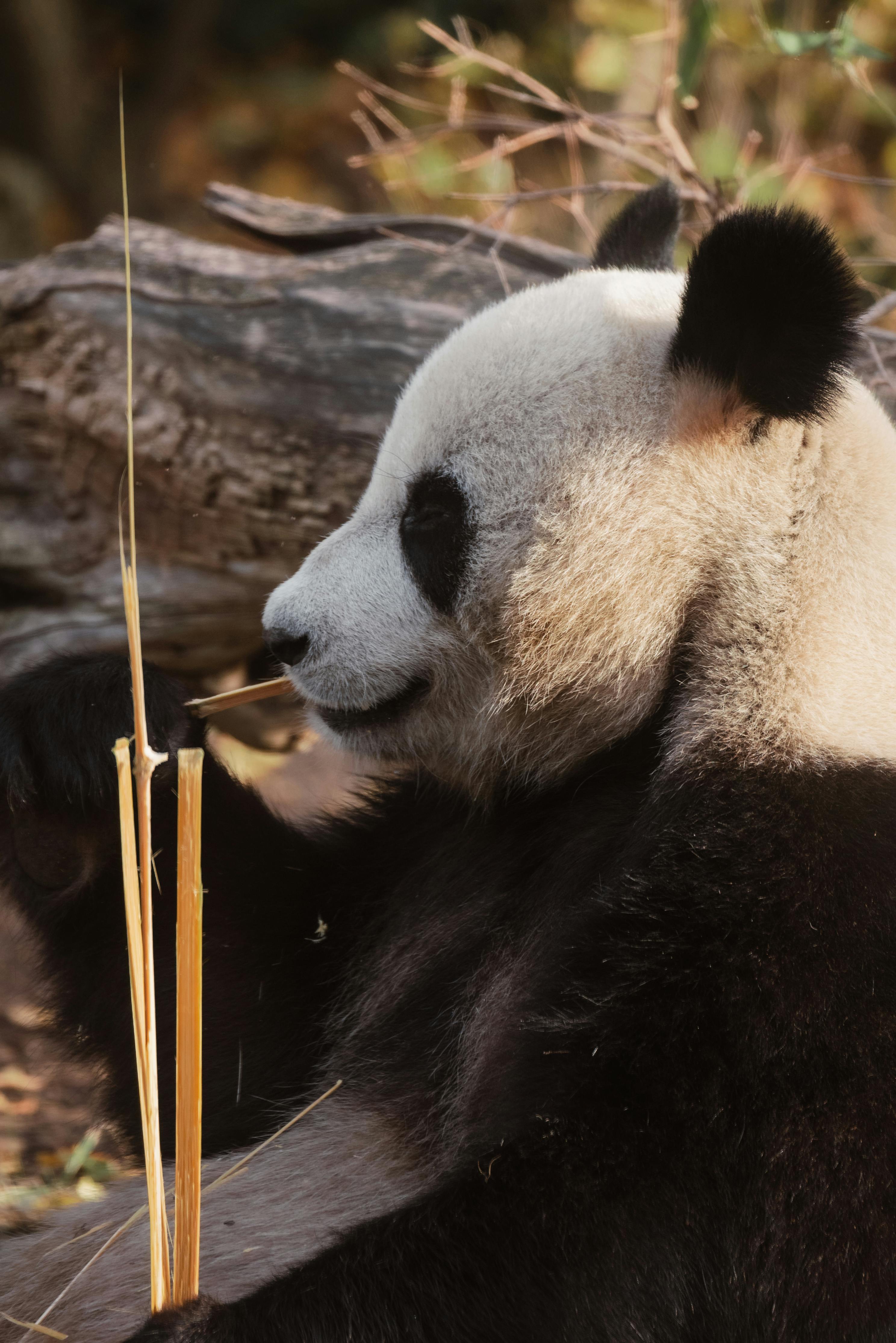 60.000+ Foto Wallpaper Astatic Terbaik · Unduh Gratis 100% · Foto Stok ...