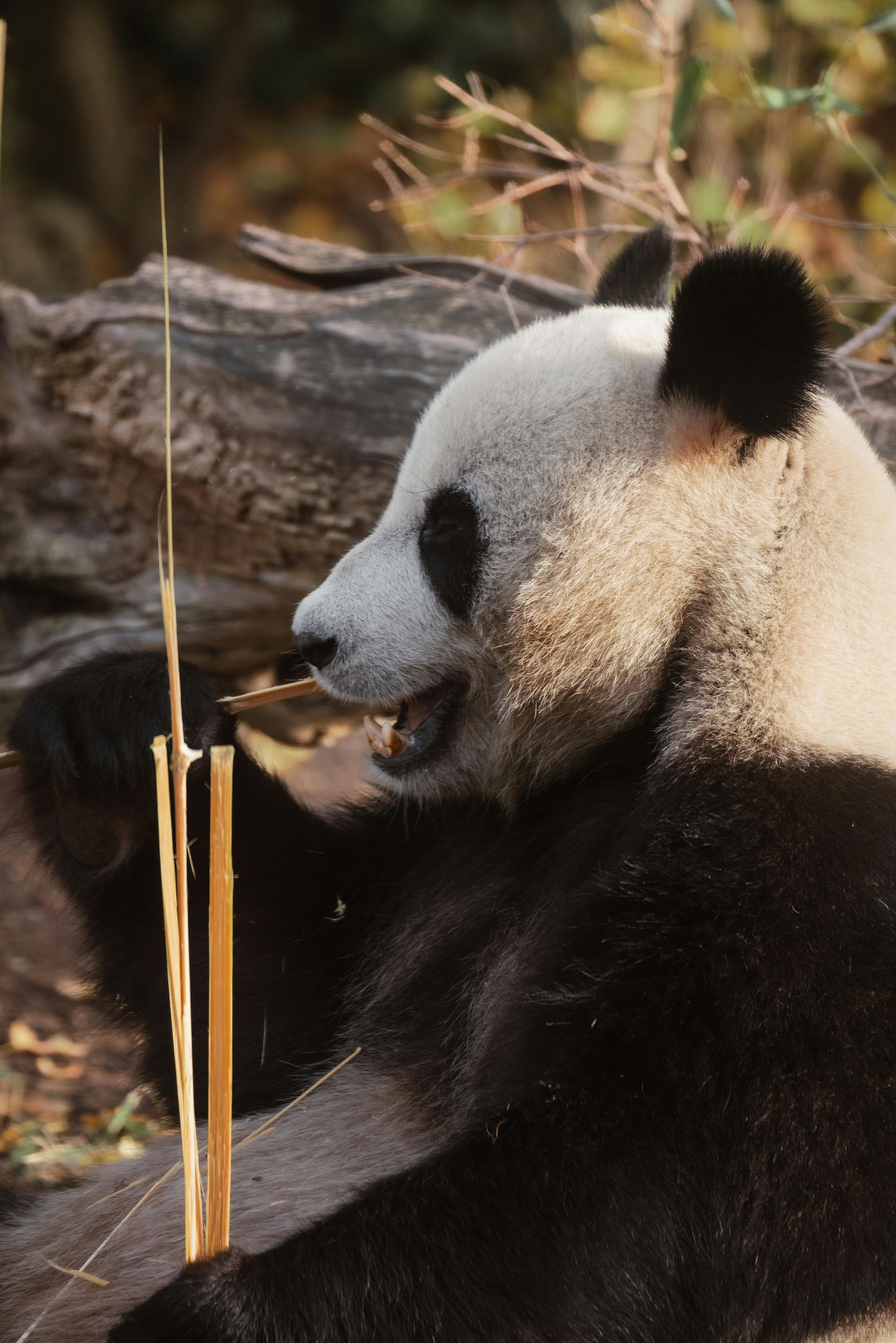 Ormanda Bambu Yiyen Dev Panda · Ücretsiz Stok Fotoğraf