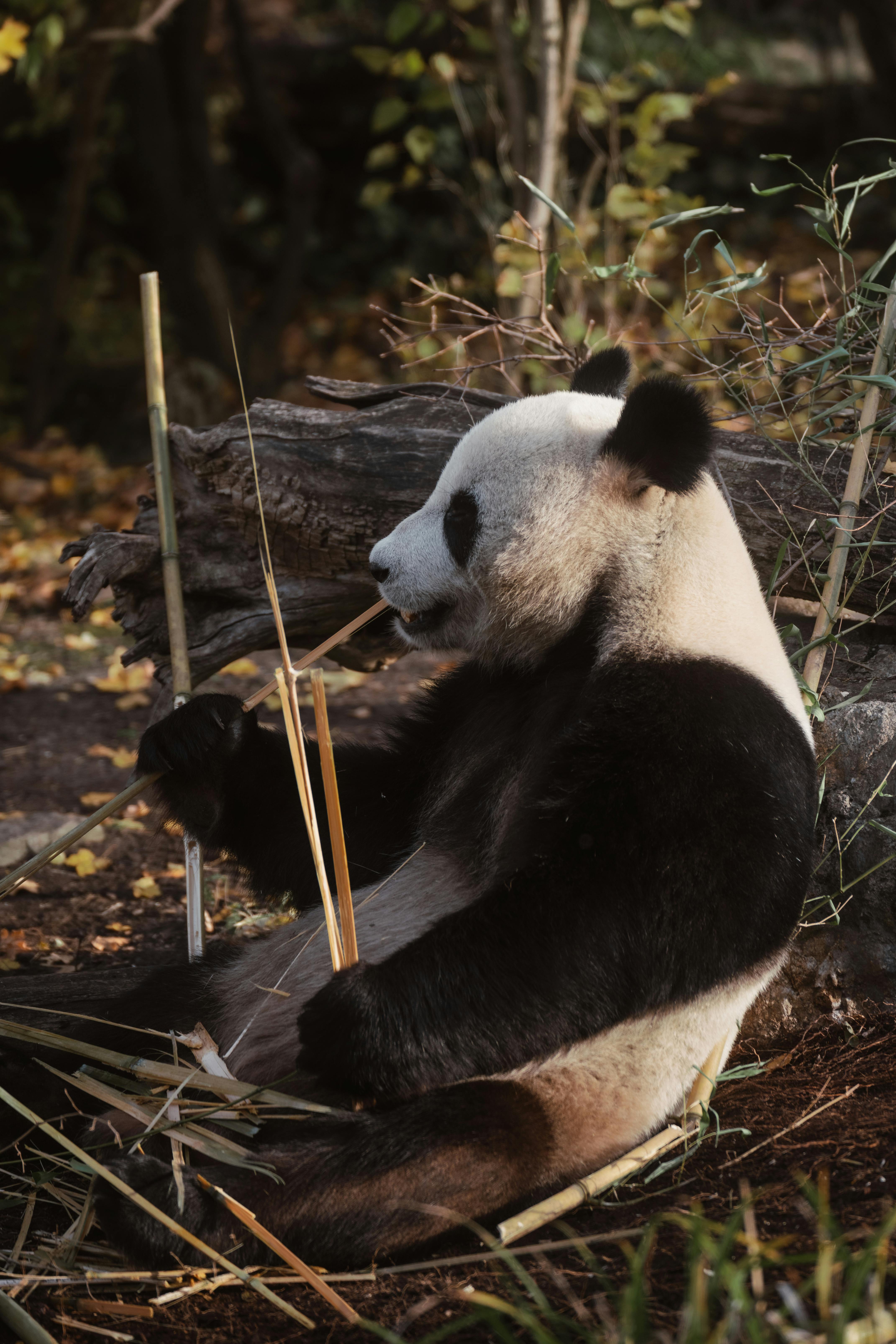 Ormanda Bambu Yiyen Dev Panda · Ücretsiz Stok Fotoğraf