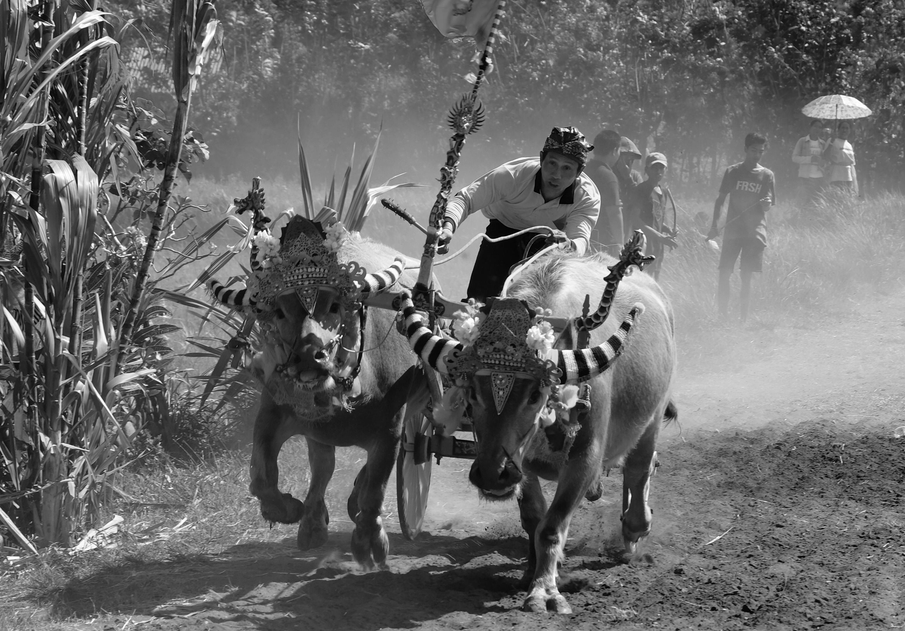 Bulls Bull Photos, Download The BEST Free Bulls Bull Stock Photos & HD ...