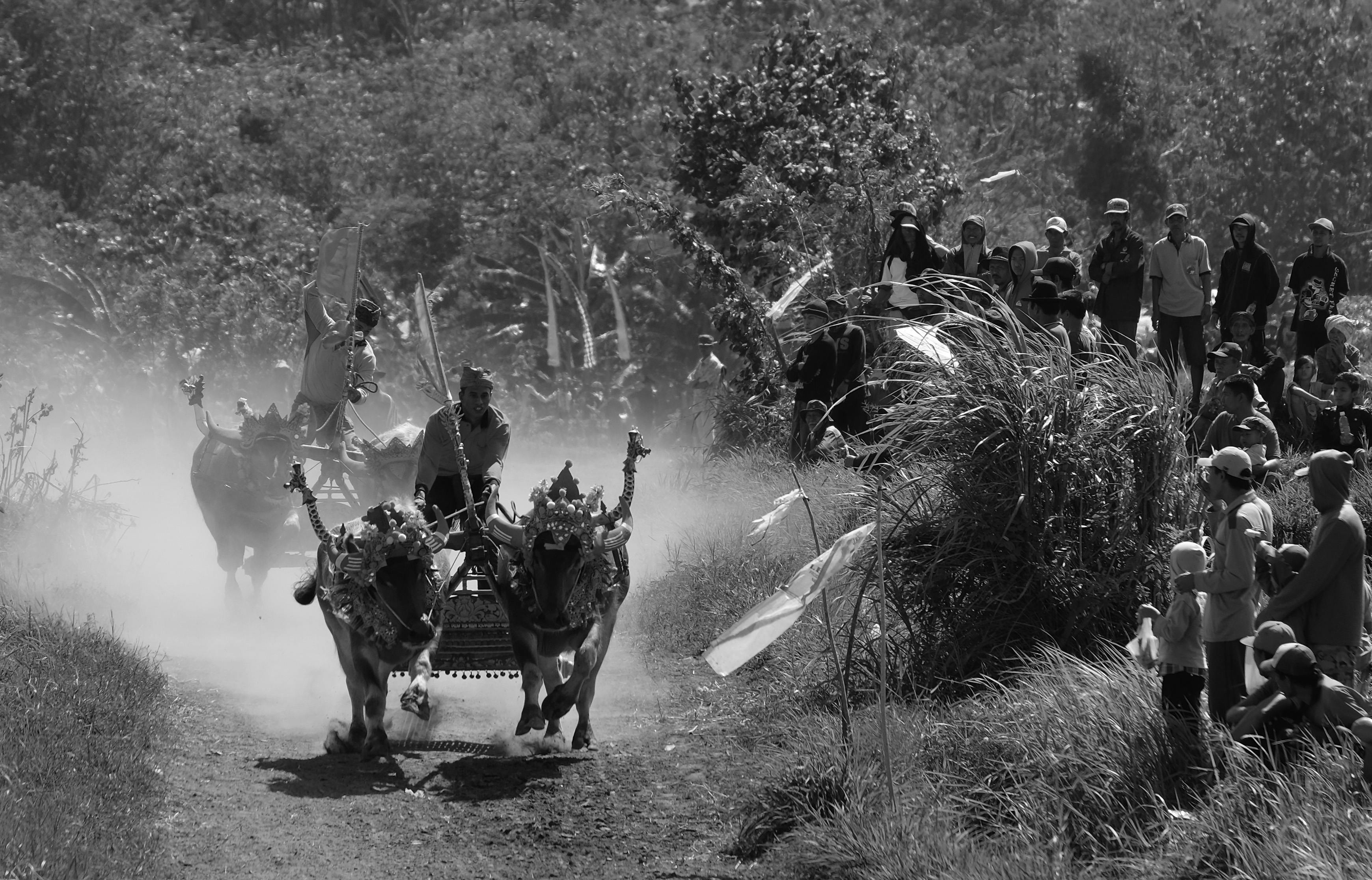 Bulls Bull Photos, Download The BEST Free Bulls Bull Stock Photos & HD ...