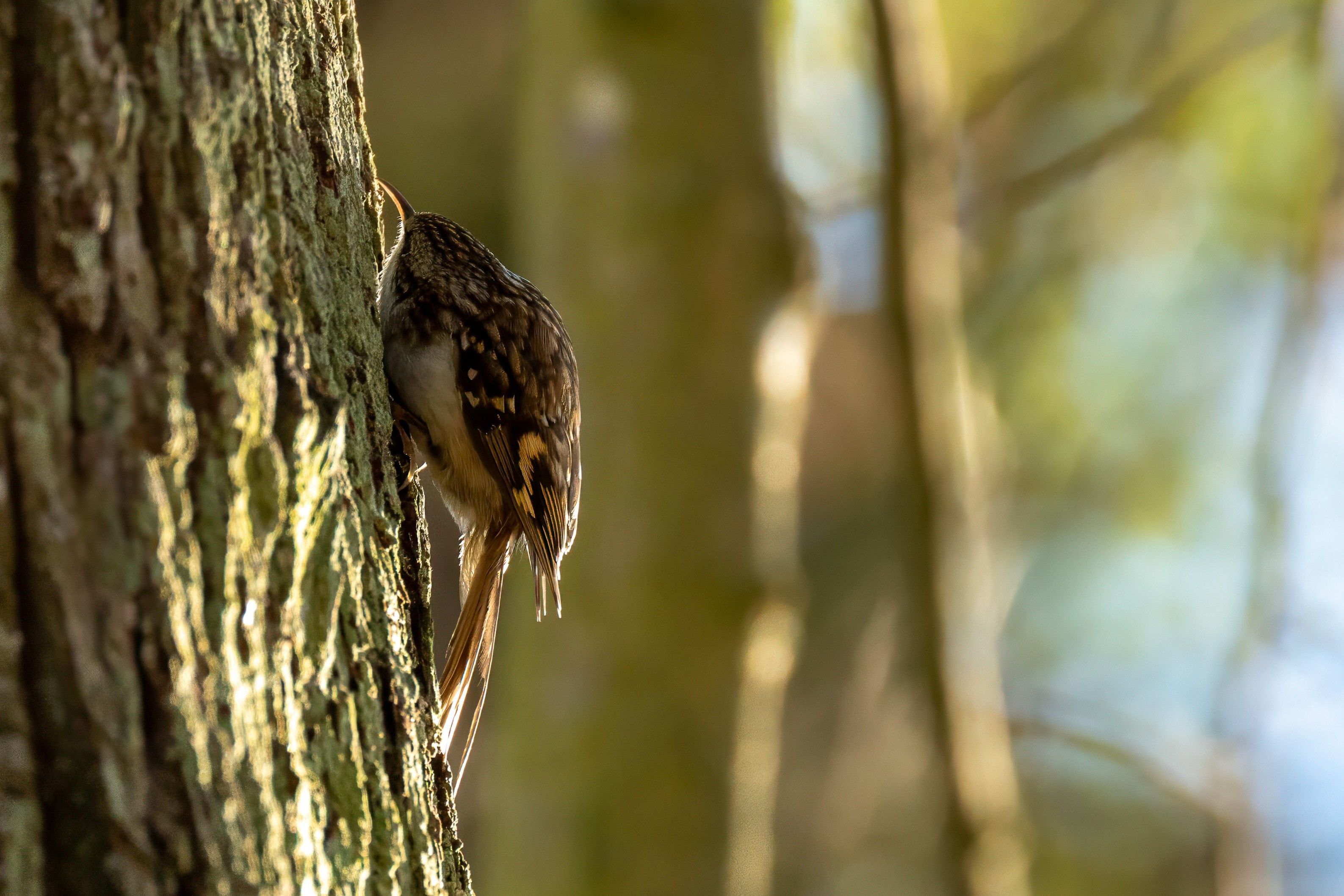 Eurasian Treecreeper on Forest Tree Trunk · Free Stock Photo