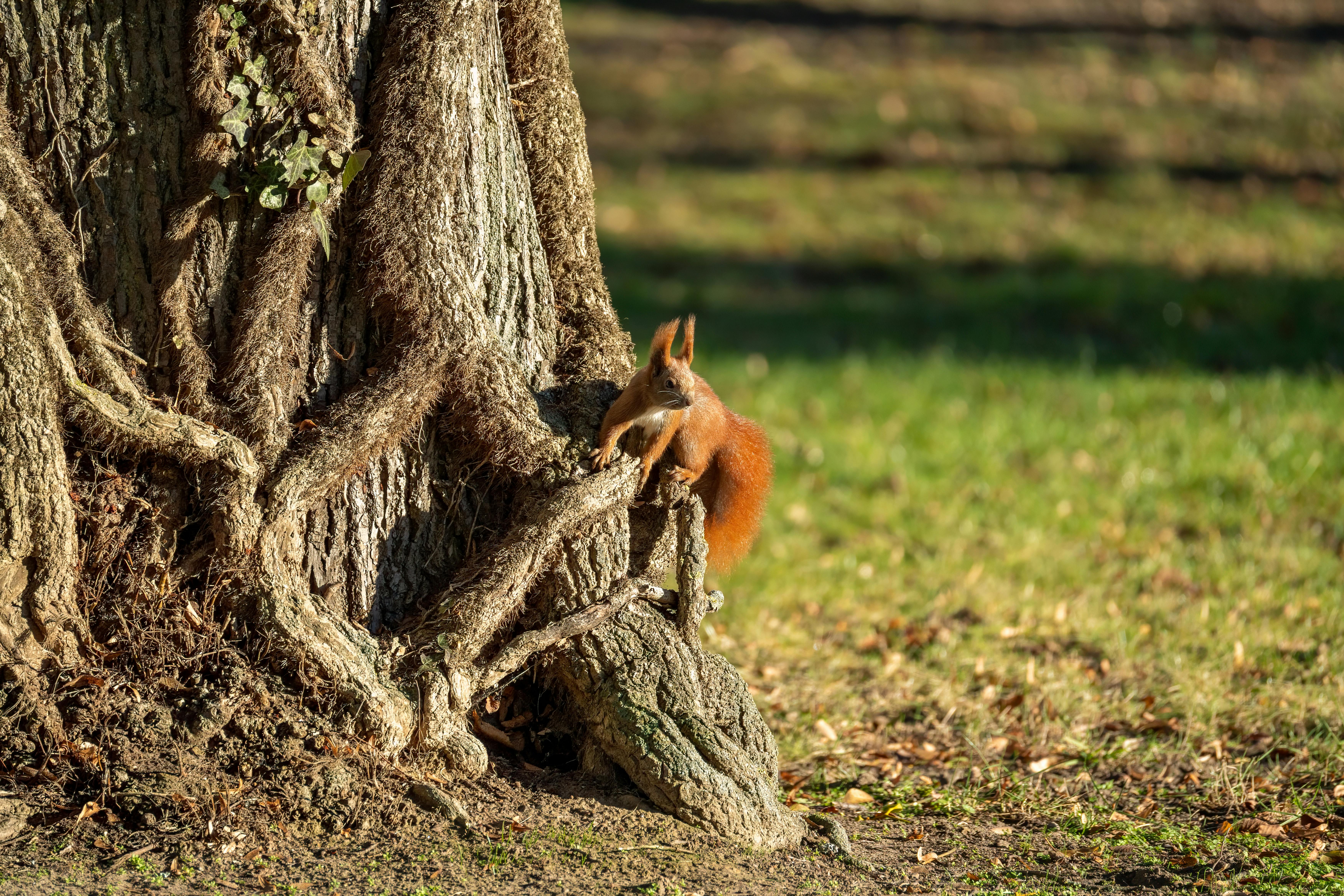 Close-up of Squirrel Climbing Tree Trunk in Fall · Free Stock Photo