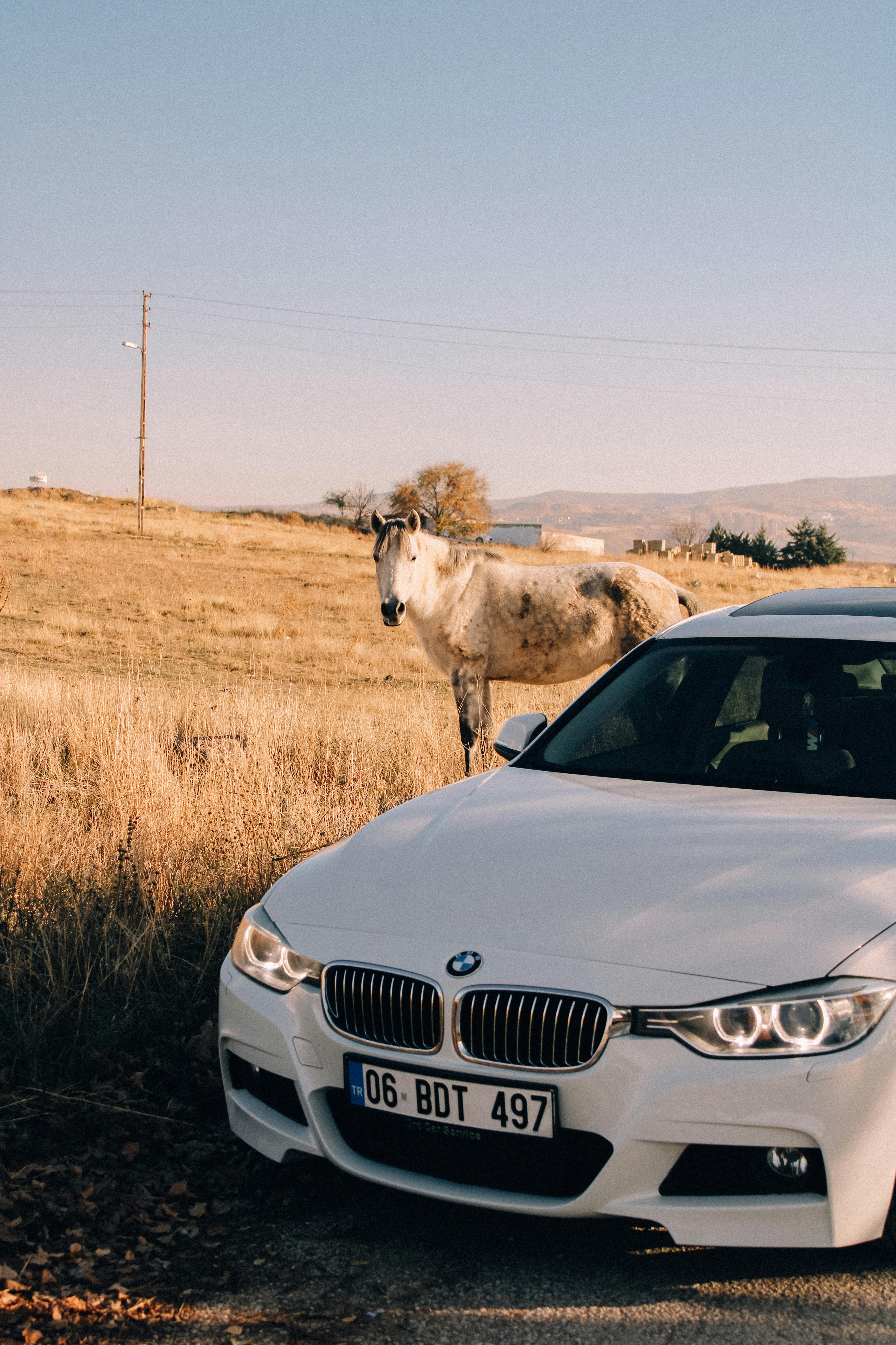 White Car and Lone Cow in Countryside Scene · Free Stock Photo