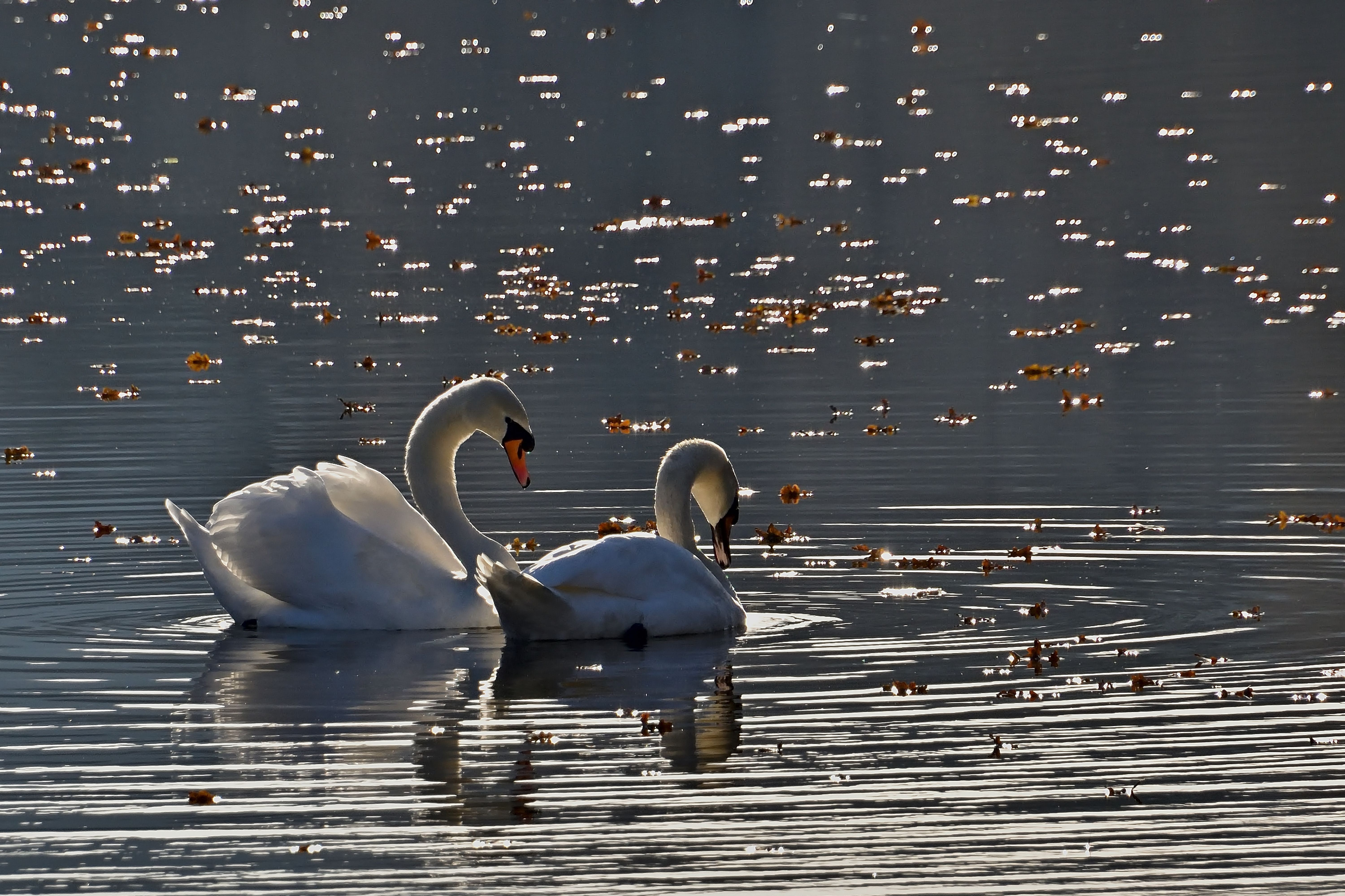 Avenging The Swan Dailymotion Photos, Download The BEST Free Avenging ...