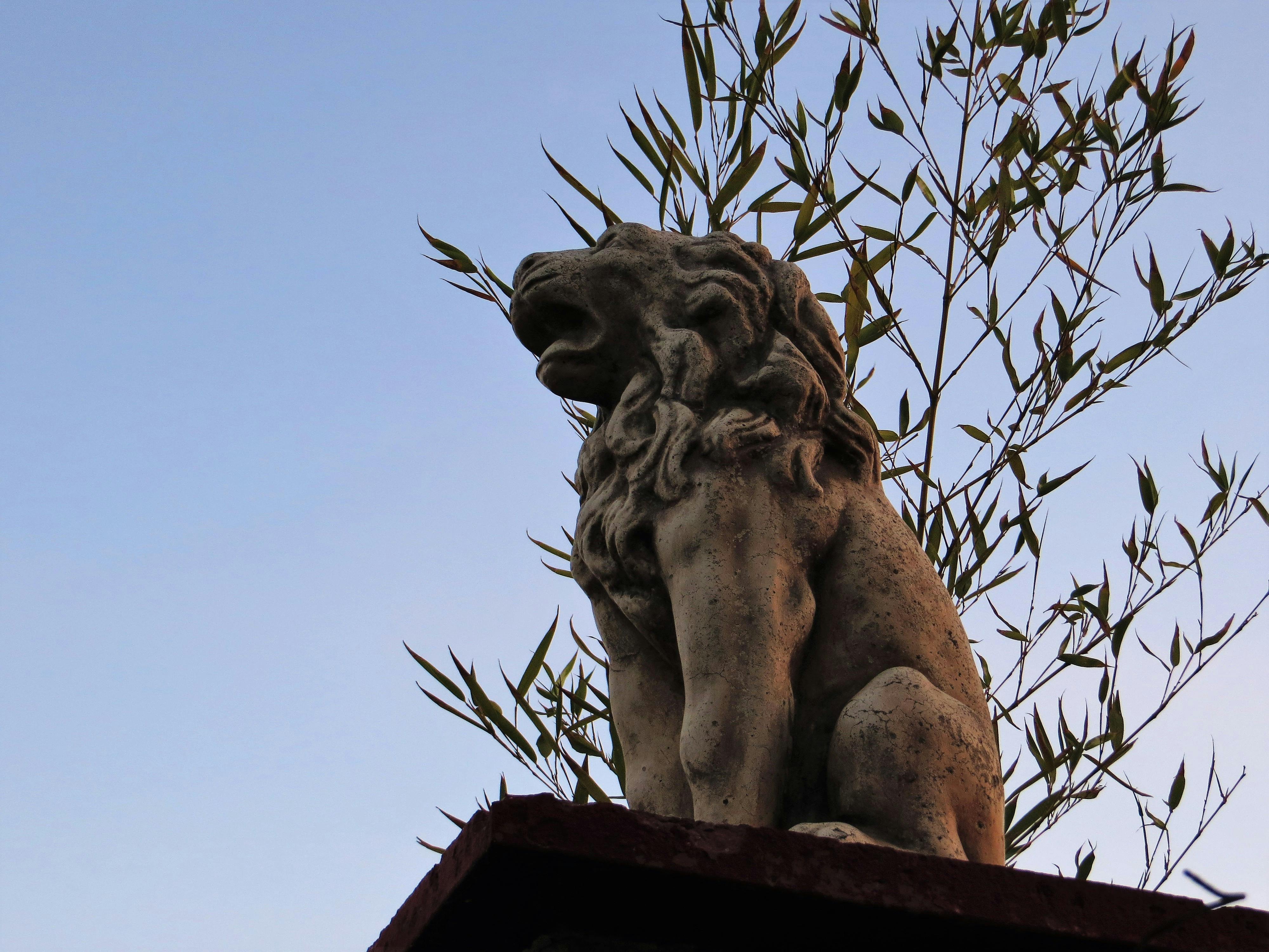 Clove Tree Photos, Download The BEST Free Clove Tree Stock Photos & HD ...