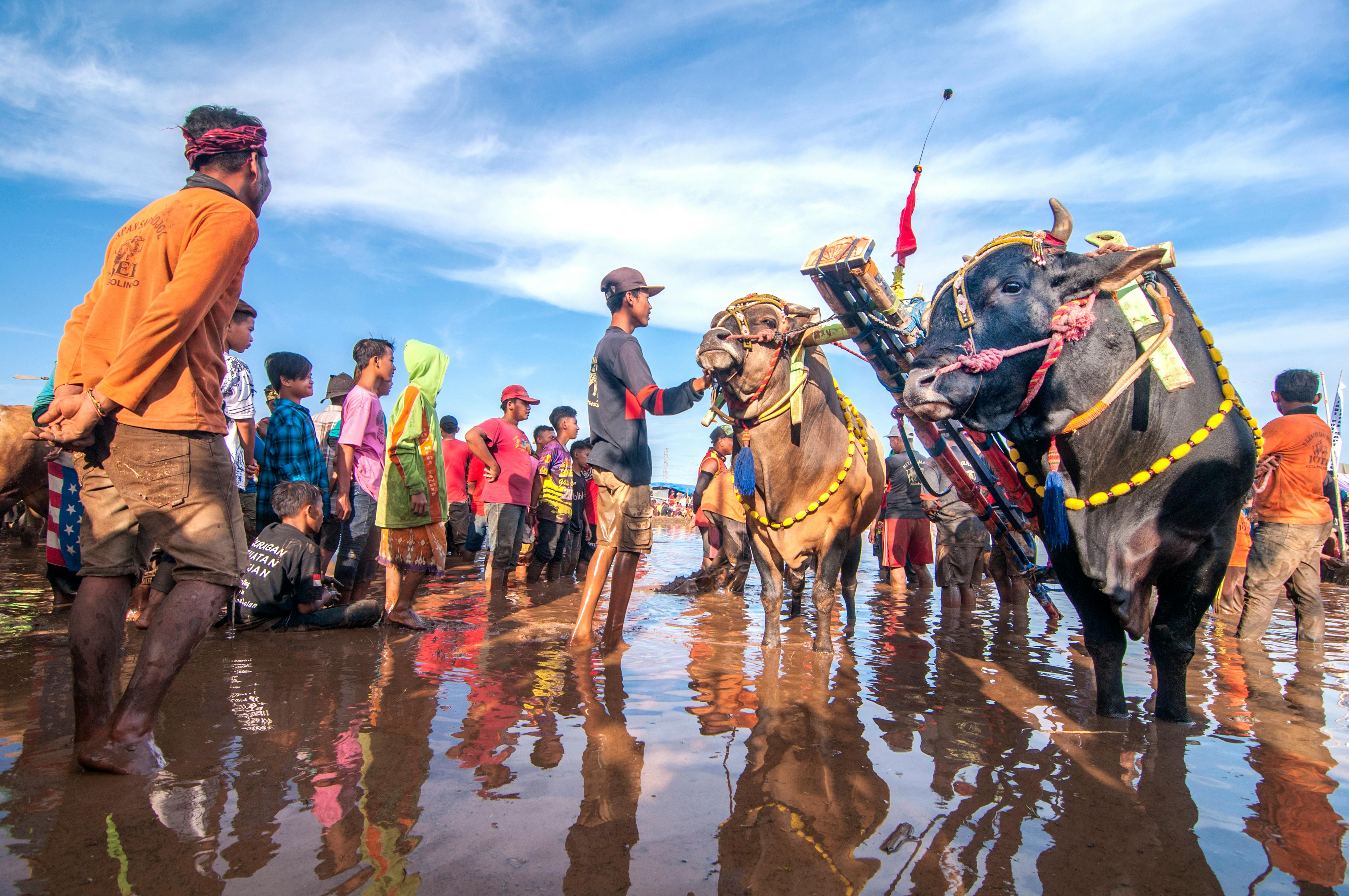 Bulls Bull Photos, Download The BEST Free Bulls Bull Stock Photos & HD ...